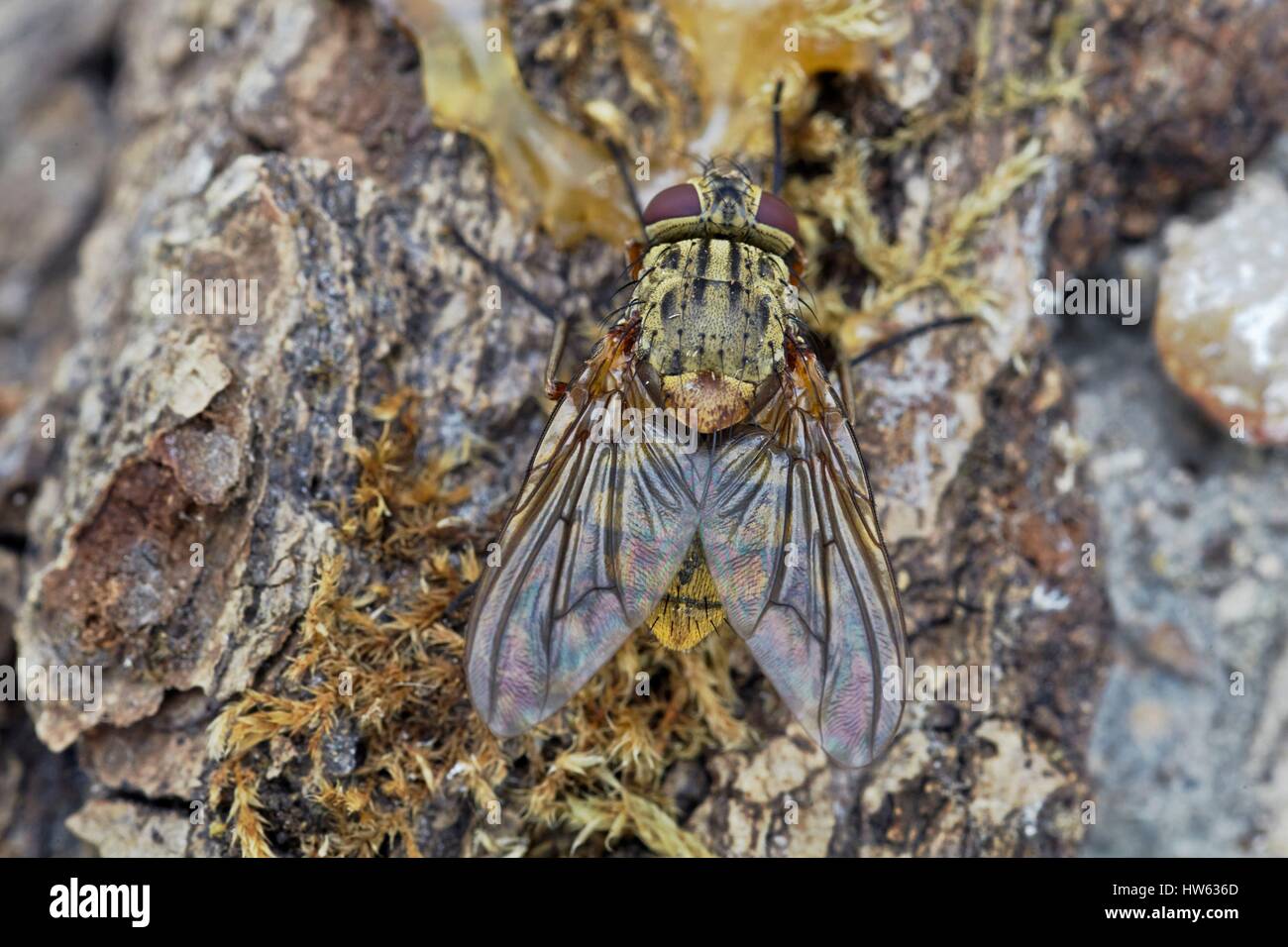 France, Morbihan, Diptera, Muscidae, Muscid Fly (Mydaea corni Stock ...