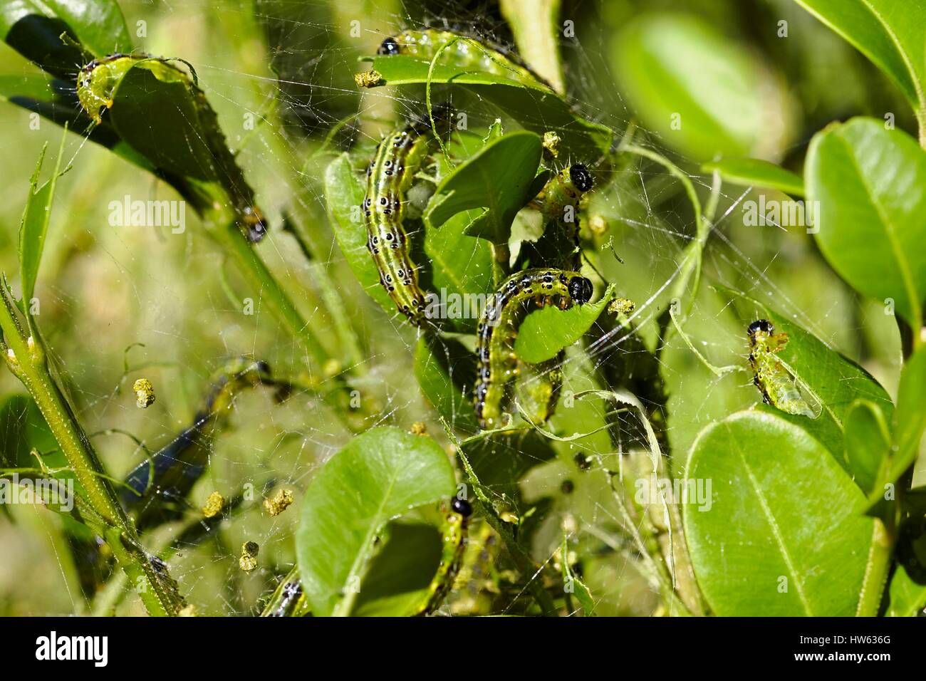 France, Morbihan, Lepidoptera, Crambidae, Box Tree Moth (Cydalima ...