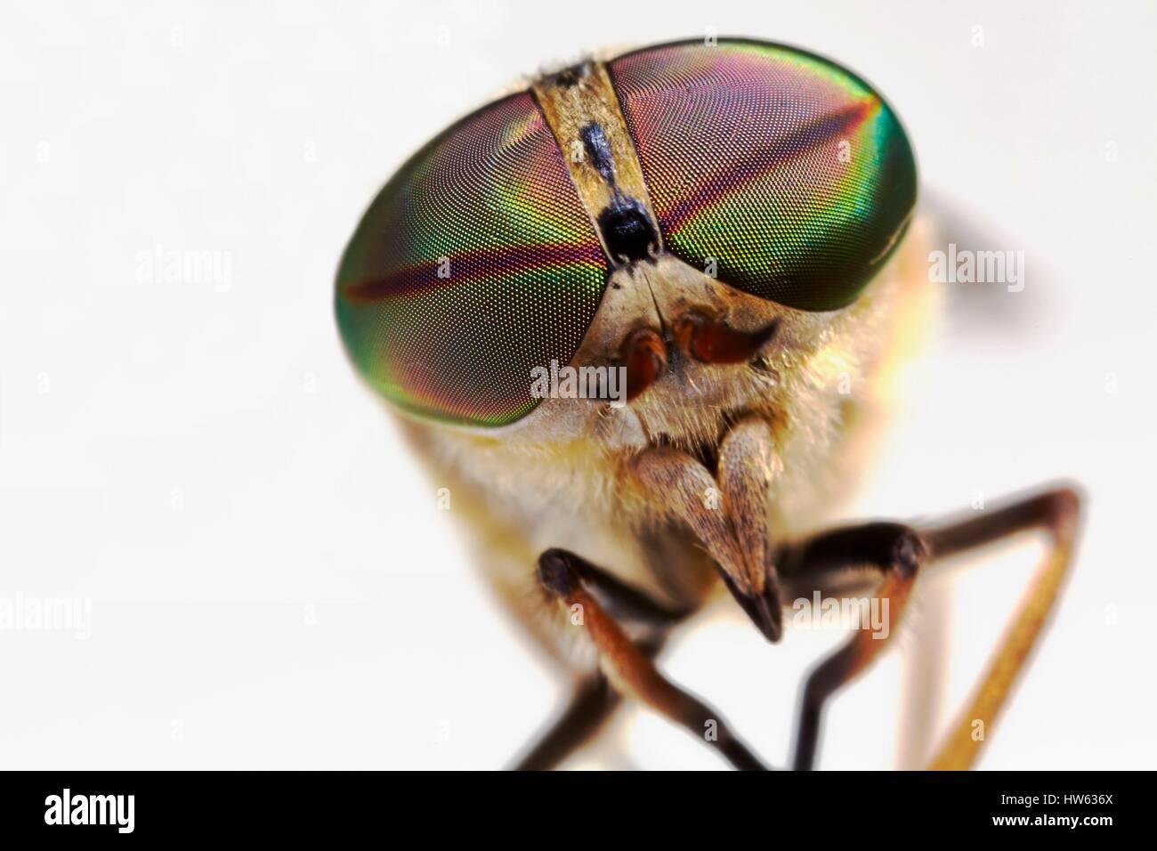 France, Morbihan, Diptera, Tabanidae, Band-eyed brown horsefly (Tabanus ...