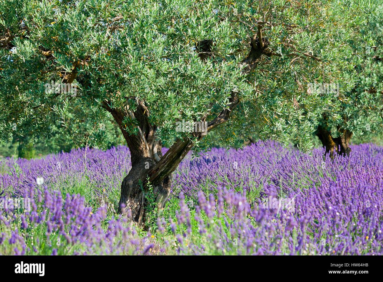 Oliver tree hi-res stock photography and images - Alamy