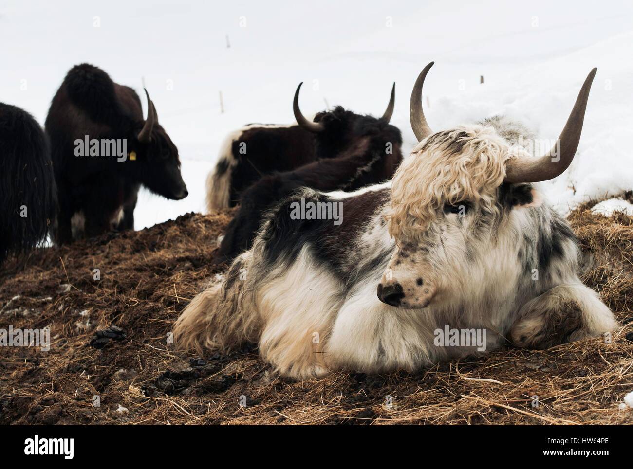 Switzerland, Wallis, Herens valley, Evolene, La Giette hamlet, yaks ...