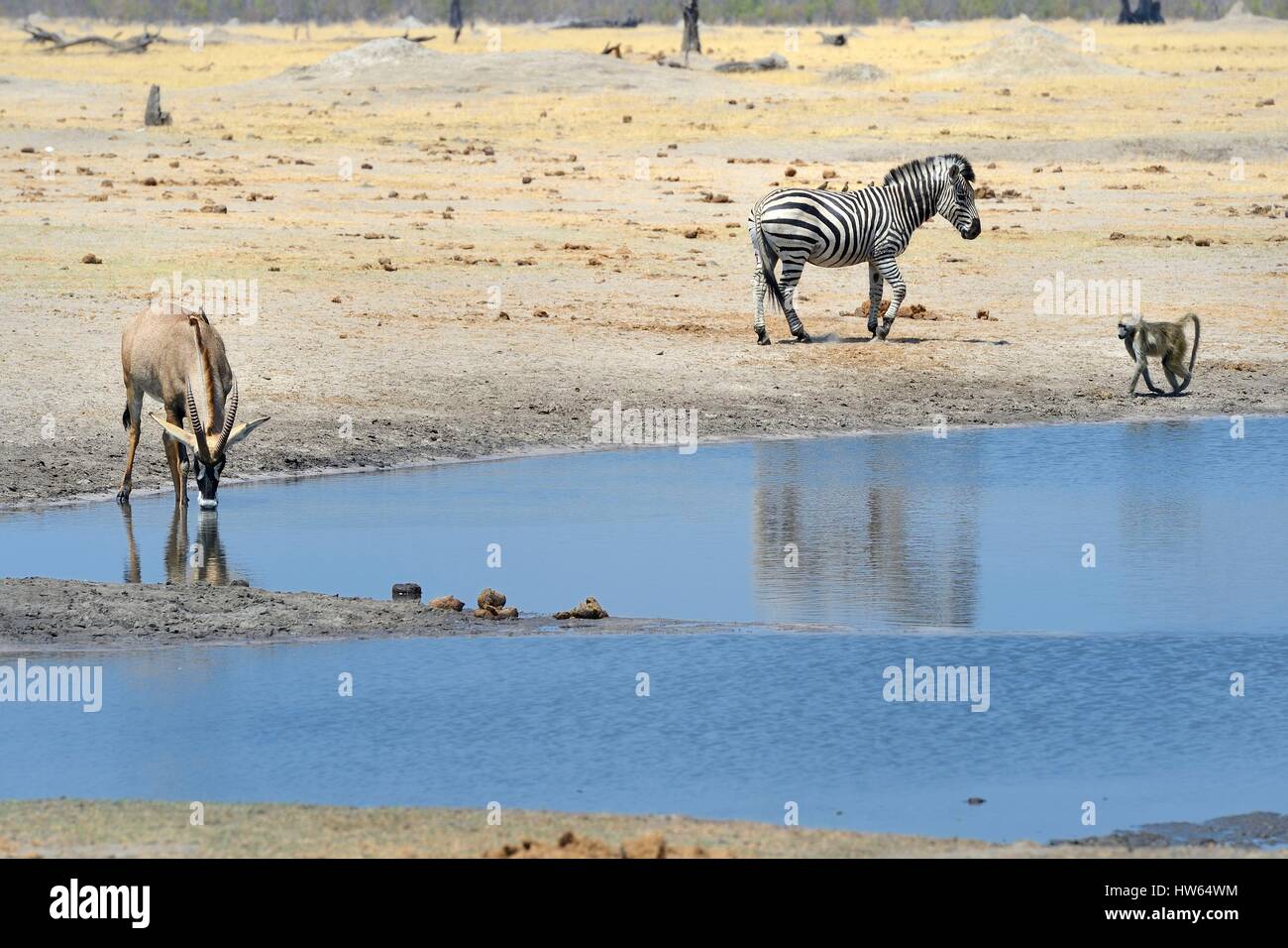 Zimbabwe, Matabeleland North Province, Hwange National Park, roan ...