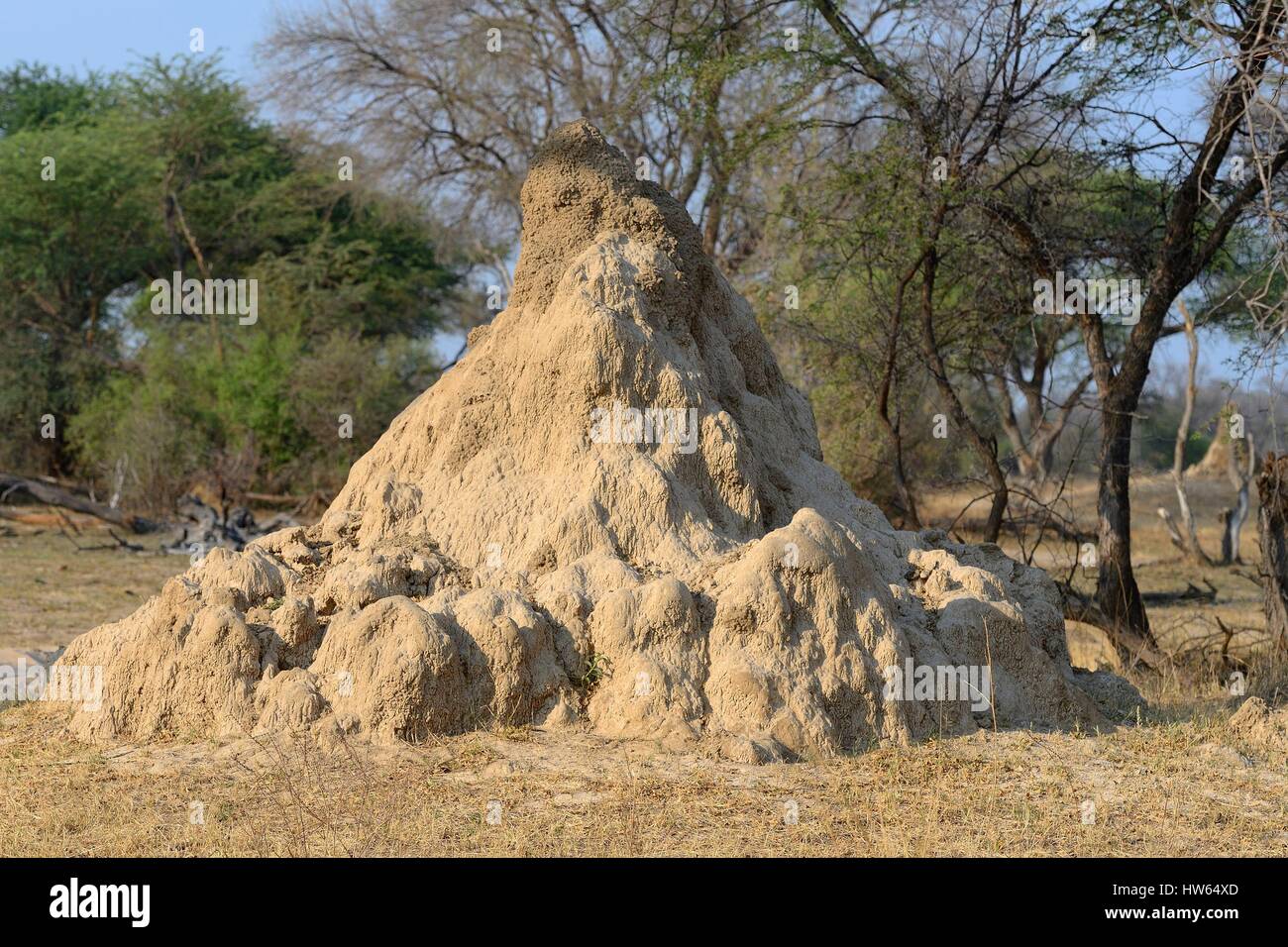 Zimbabwe, Matabeleland North Province, Hwange National Park, termitary ...