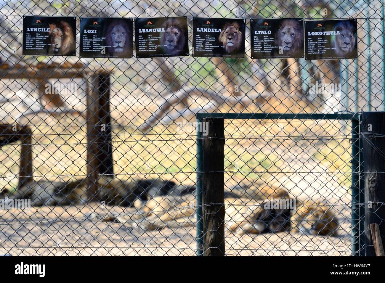 Zimbabwe, Midlands Province, Gweru, Antelope Park home to ALERT ...