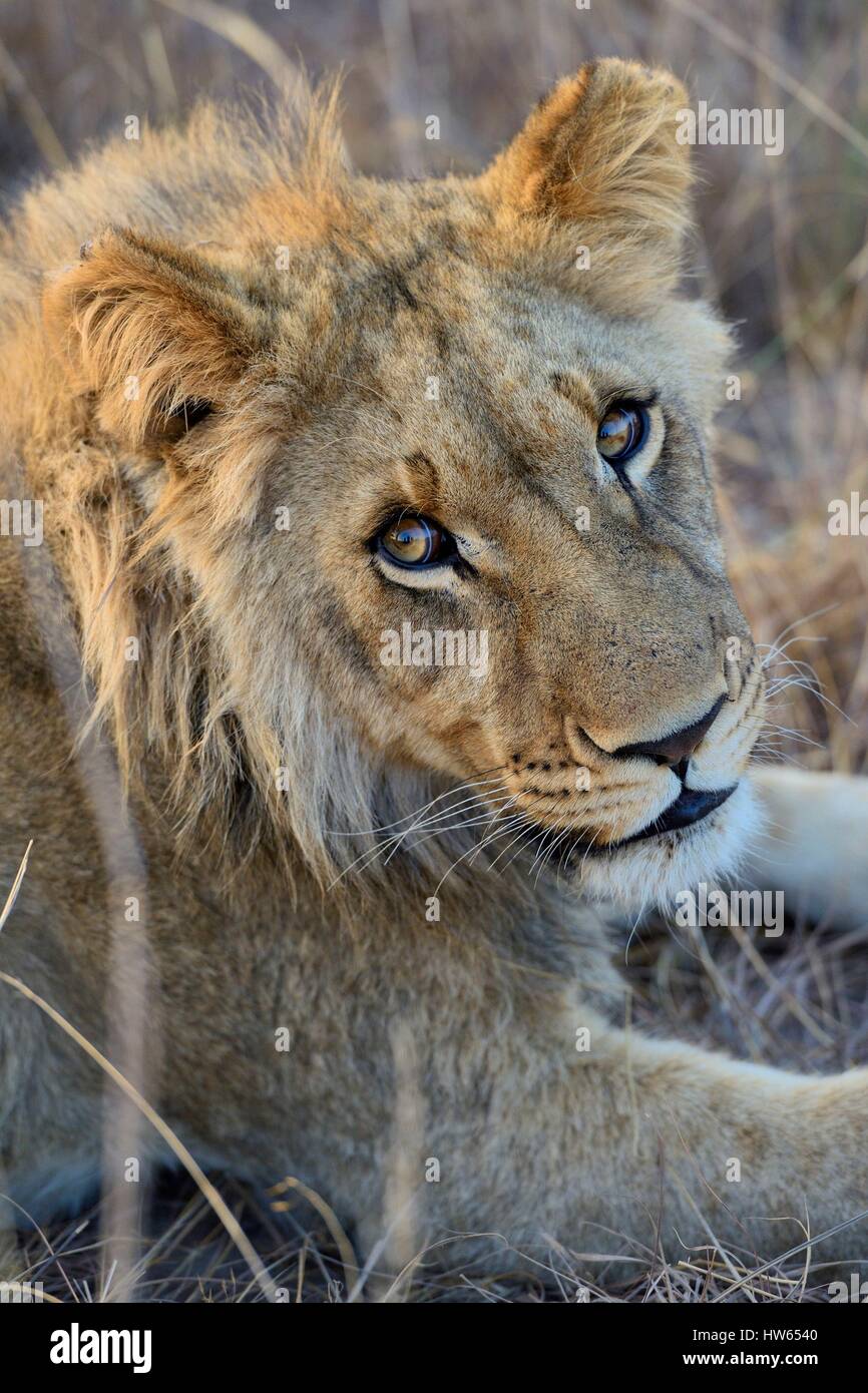 Zimbabwe, Midlands Province, Gweru, Antelope Park home to ALERT ...