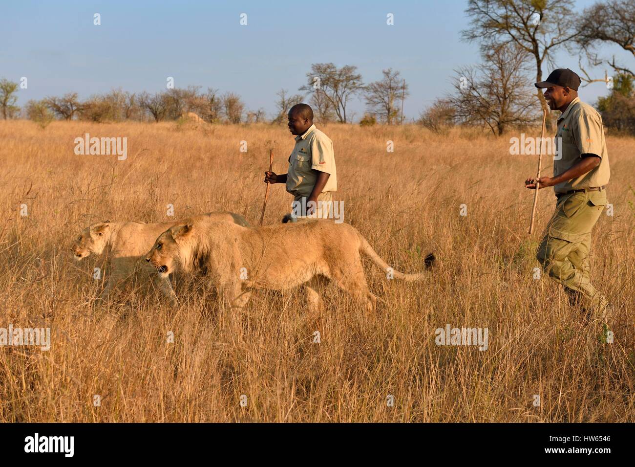 Zimbabwe, Midlands Province, Gweru, Antelope Park home to ALERT ...