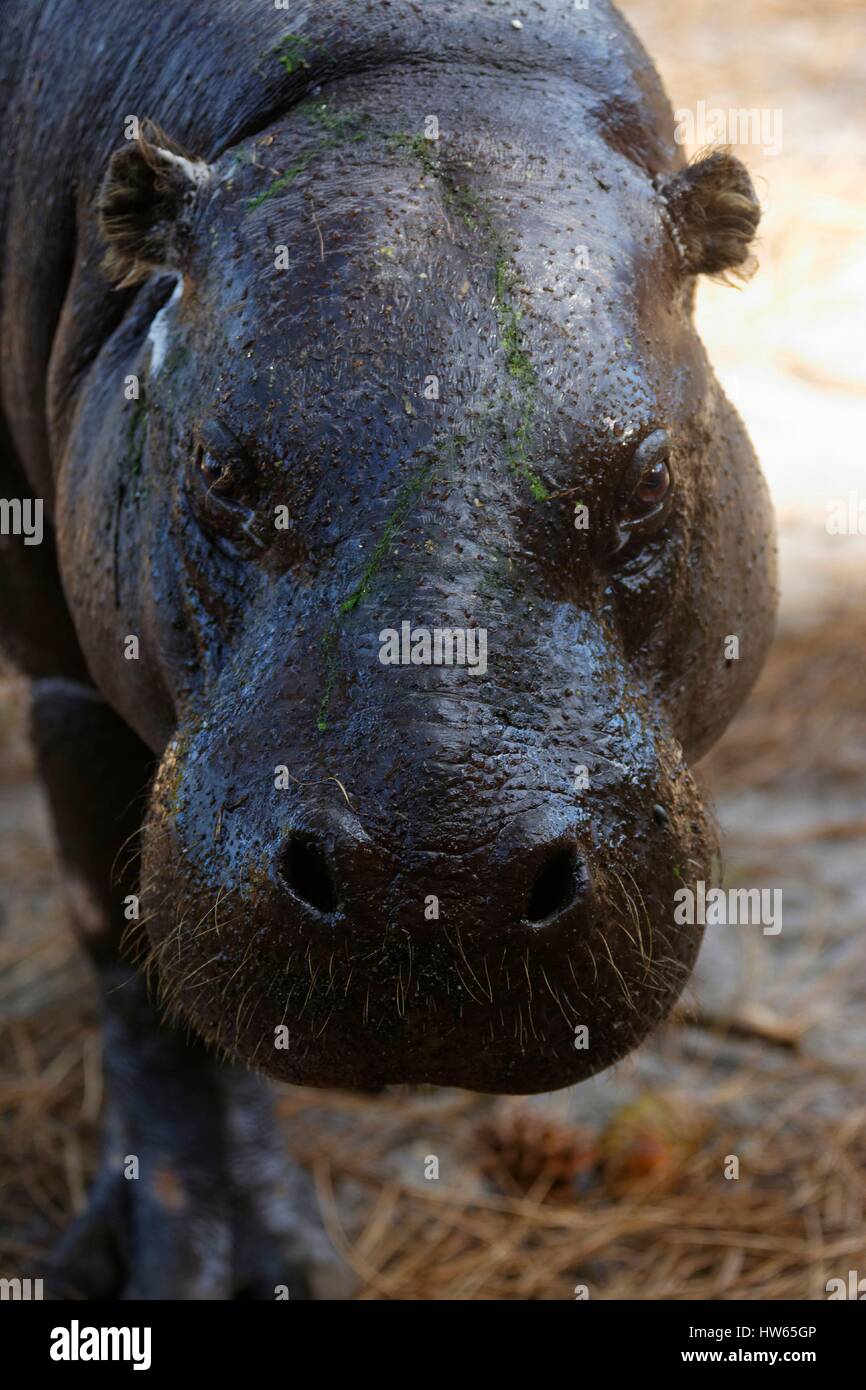 France, Gironde, Bassin d'Arcachon, La Teste, Zoo, pygmy hippo ...