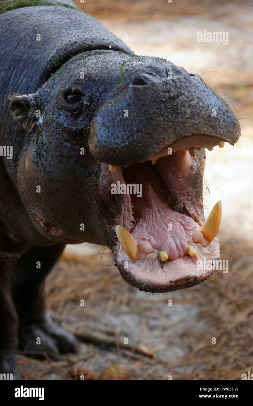 France, Gironde, Bassin d'Arcachon, La Teste, Zoo, pygmy hippo ...