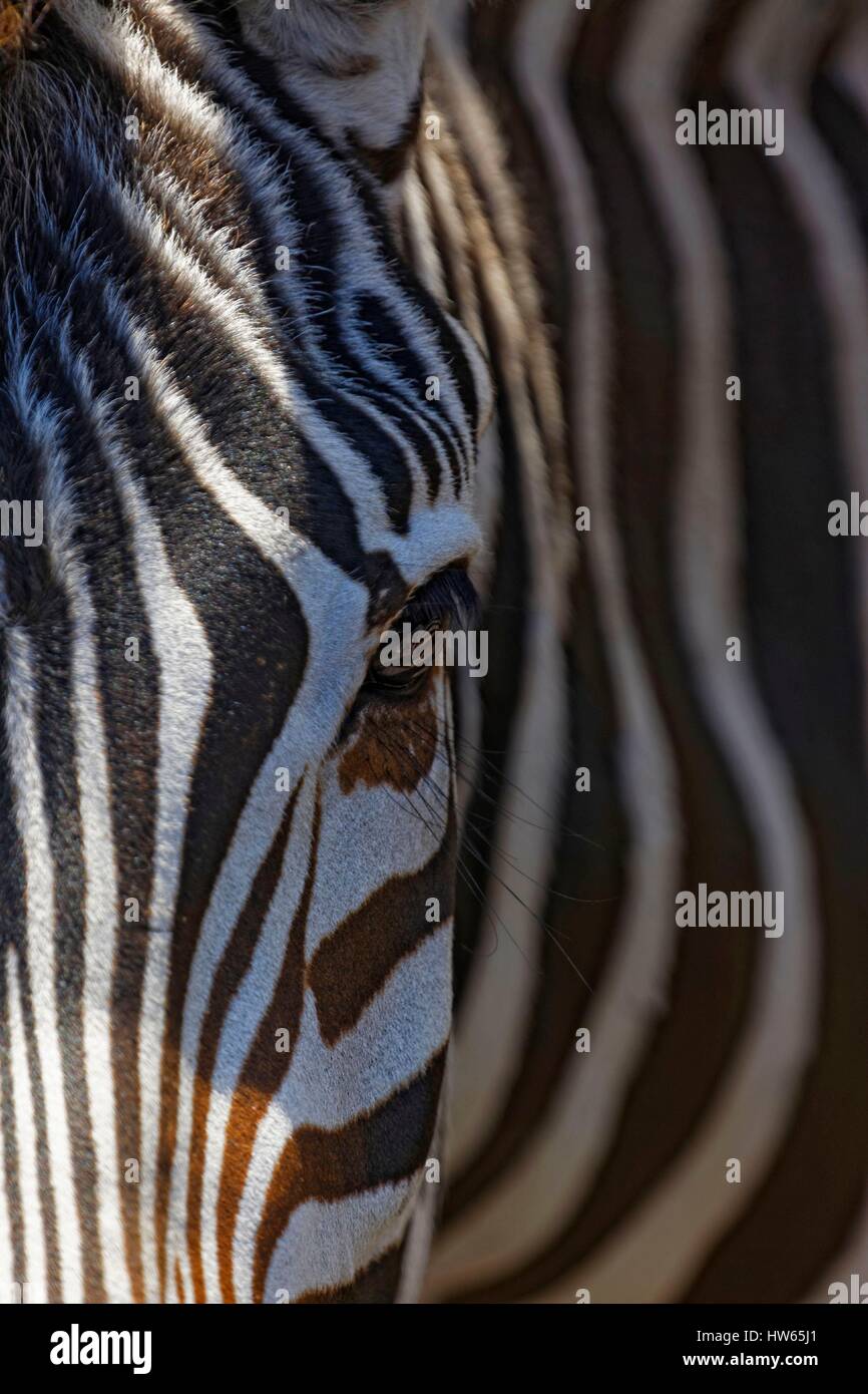 France, Gironde, Bassin d'Arcachon, La Teste, Zoo, zebra (Equus zebra ...