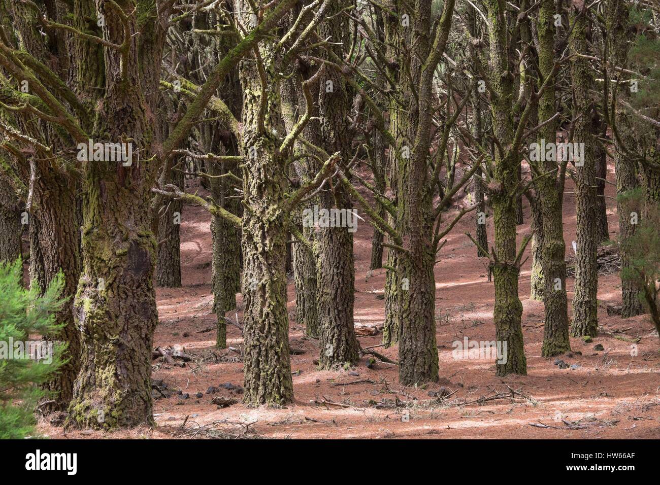 Spain, Canary Islands, El Hierro island declared a Biosphere Reserve by ...