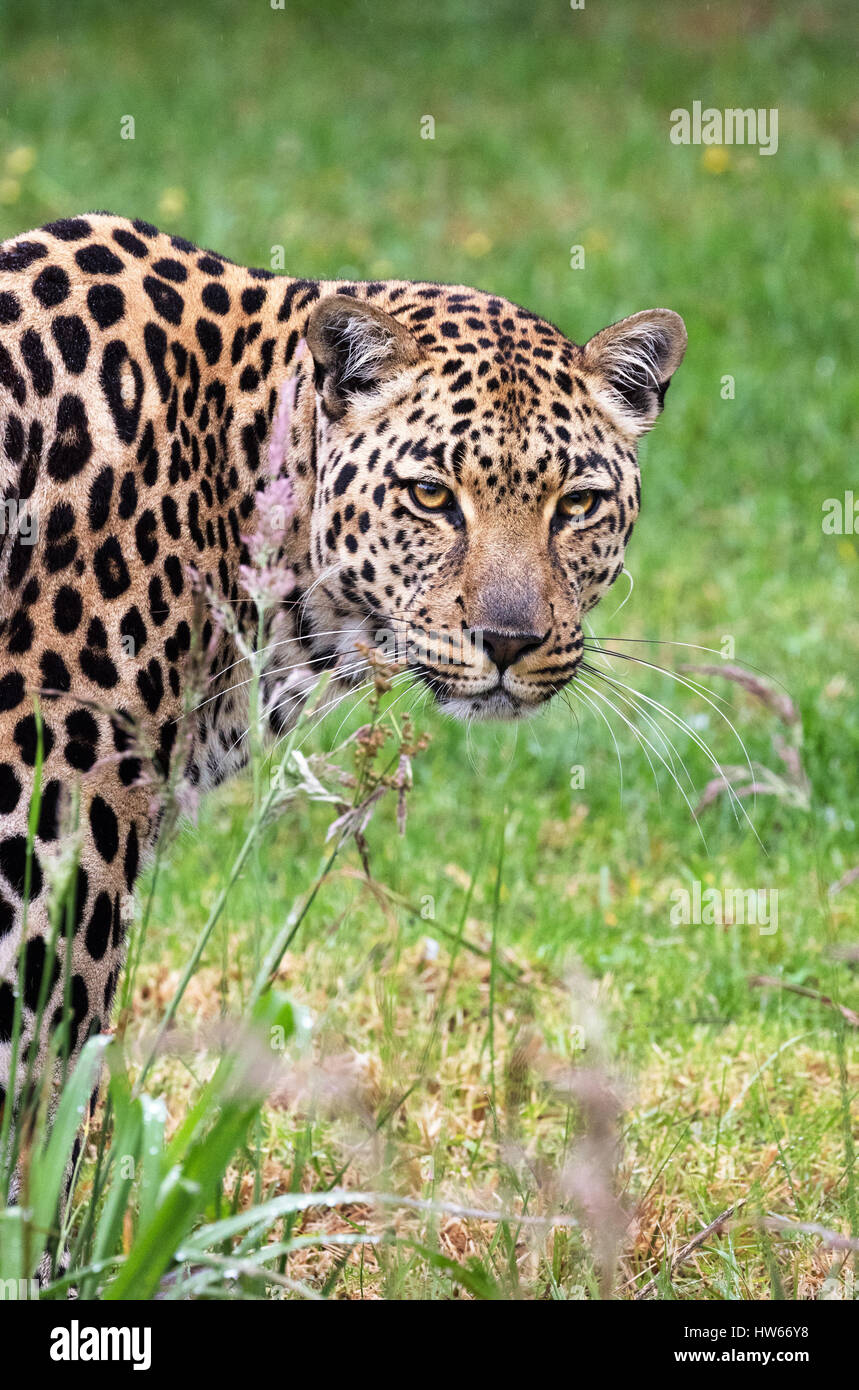 African leopard face hi-res stock photography and images - Alamy