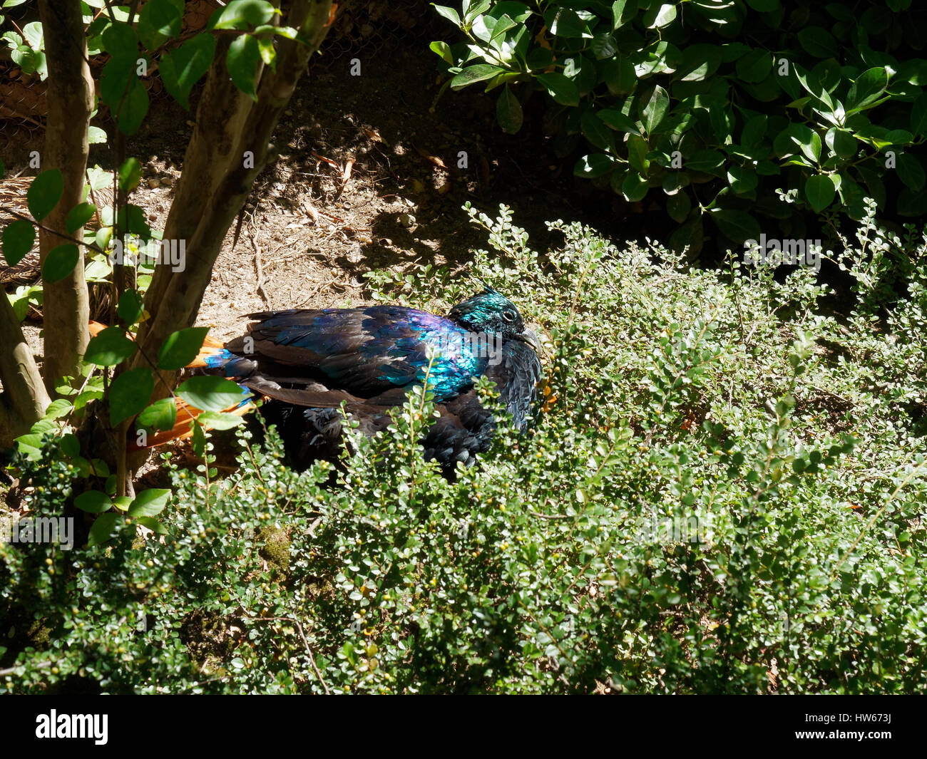 Golden breasted starling hi-res stock photography and images - Alamy