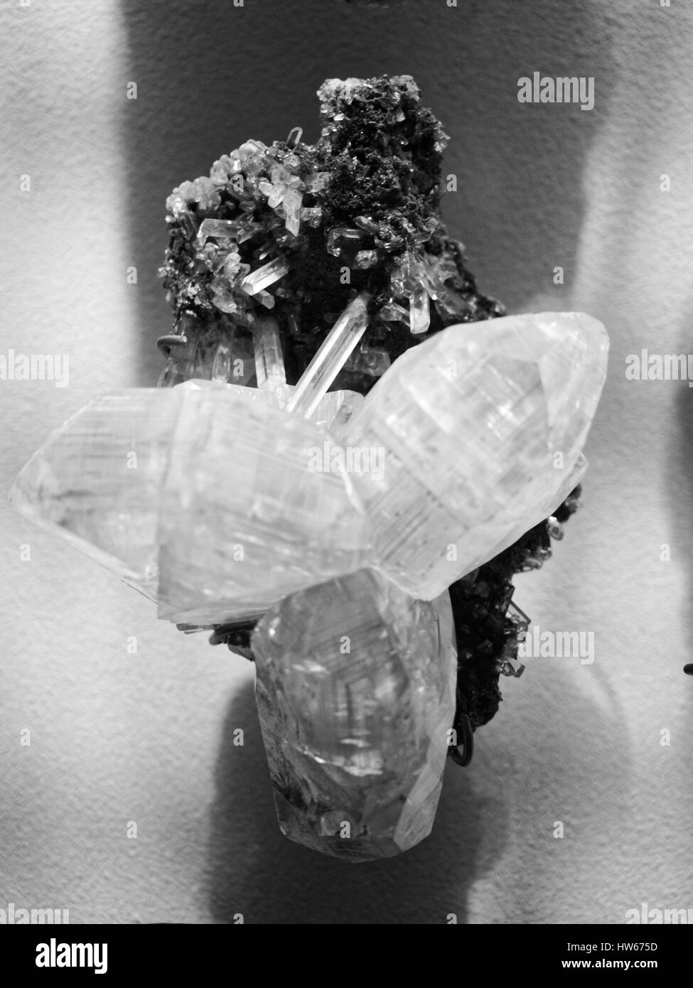 Natural history american museum Black and White Stock Photos & Images ...