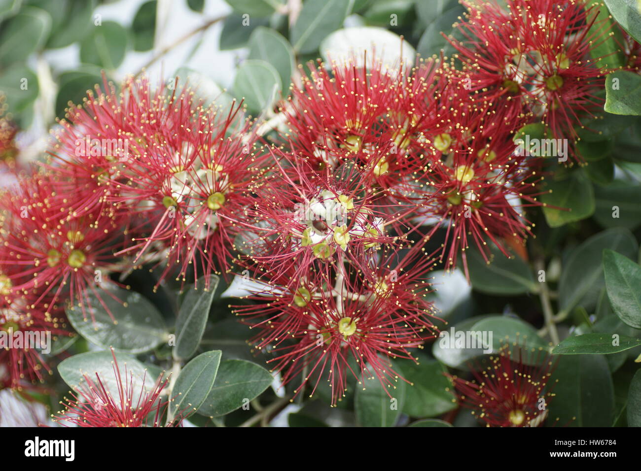 Metrosideros hi-res stock photography and images - Alamy