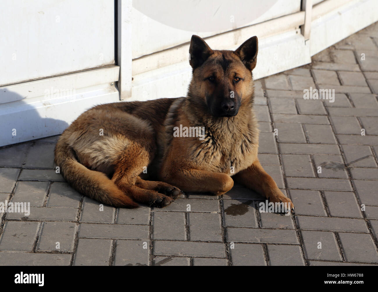 Pets of all people. Loyal friend and good security guard Stock Photo ...