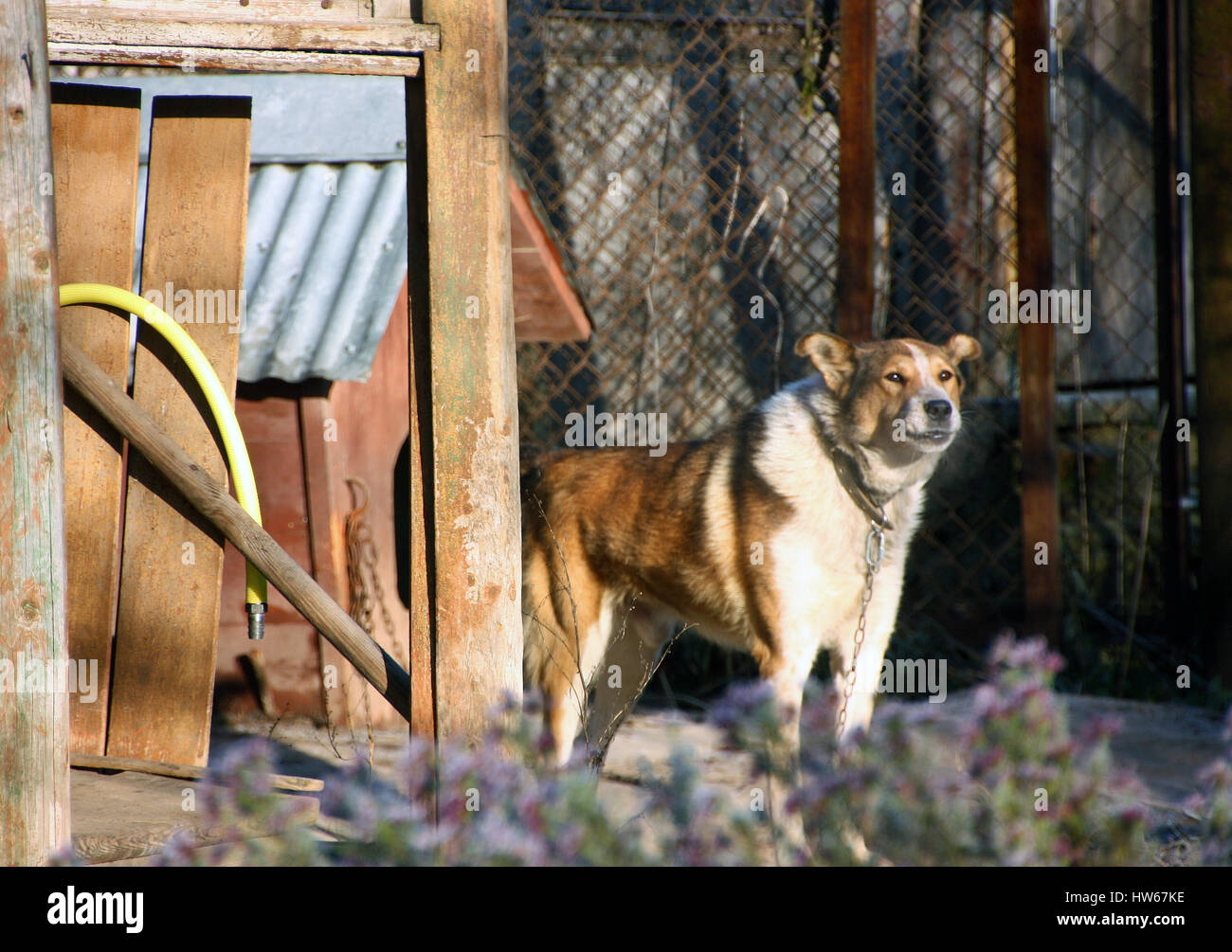 Pets of all people. Loyal friend and good security guard Stock Photo ...