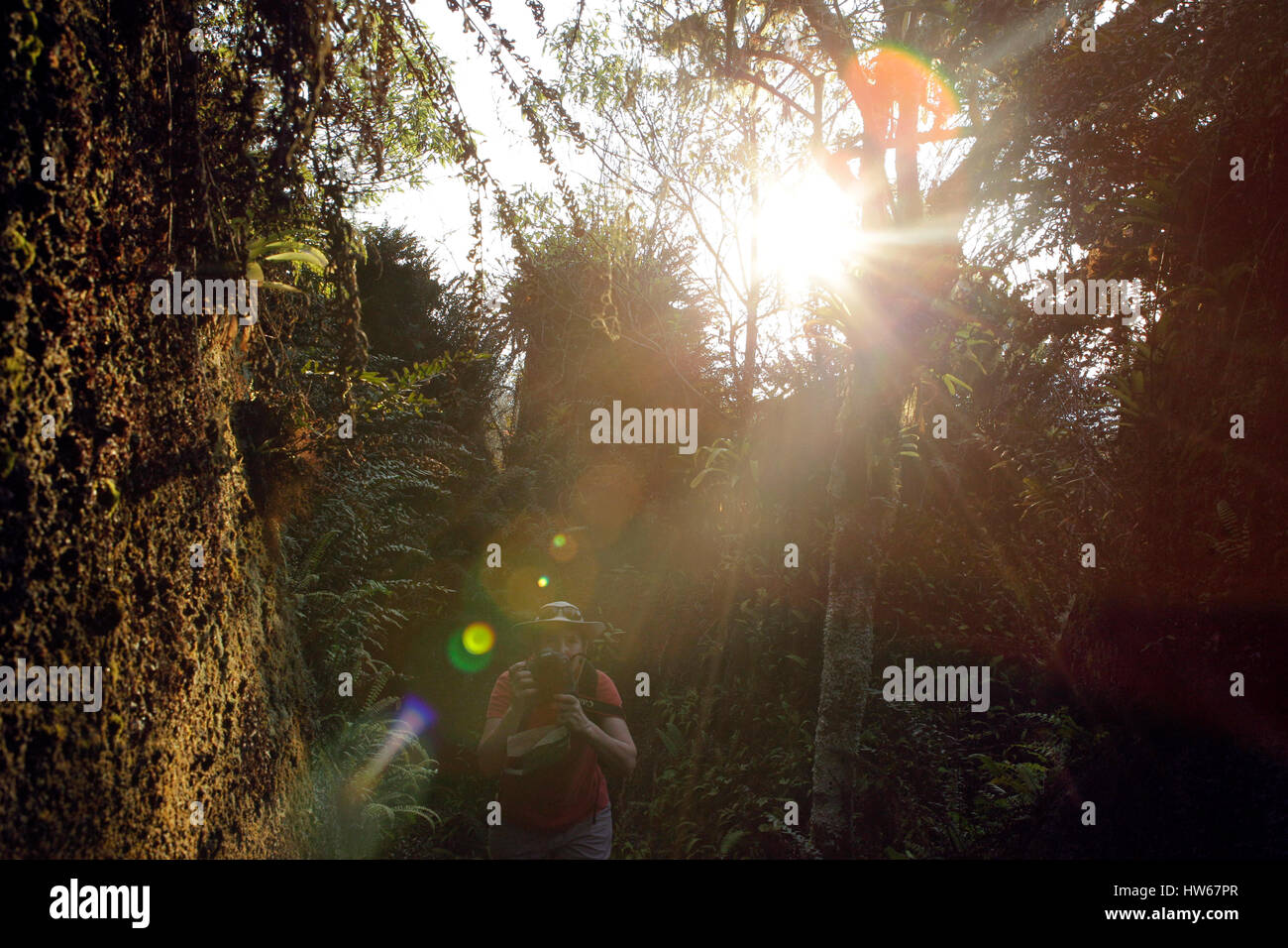 A woman walks through the sun filtered trees in the Floreana highlands ...