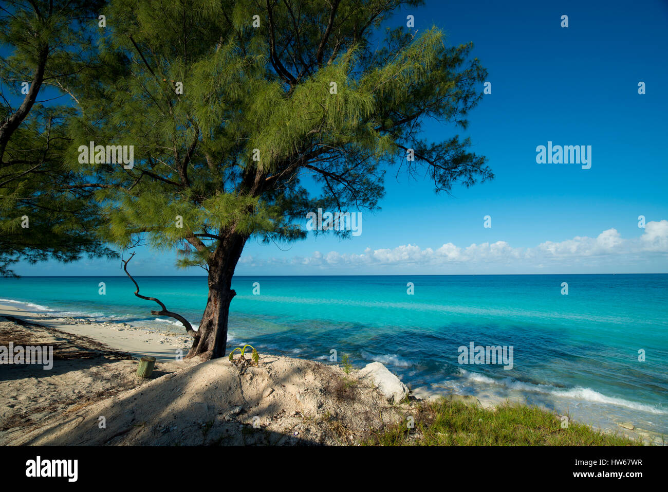 Bimini Beach tree growing by ocean Stock Photo - Alamy