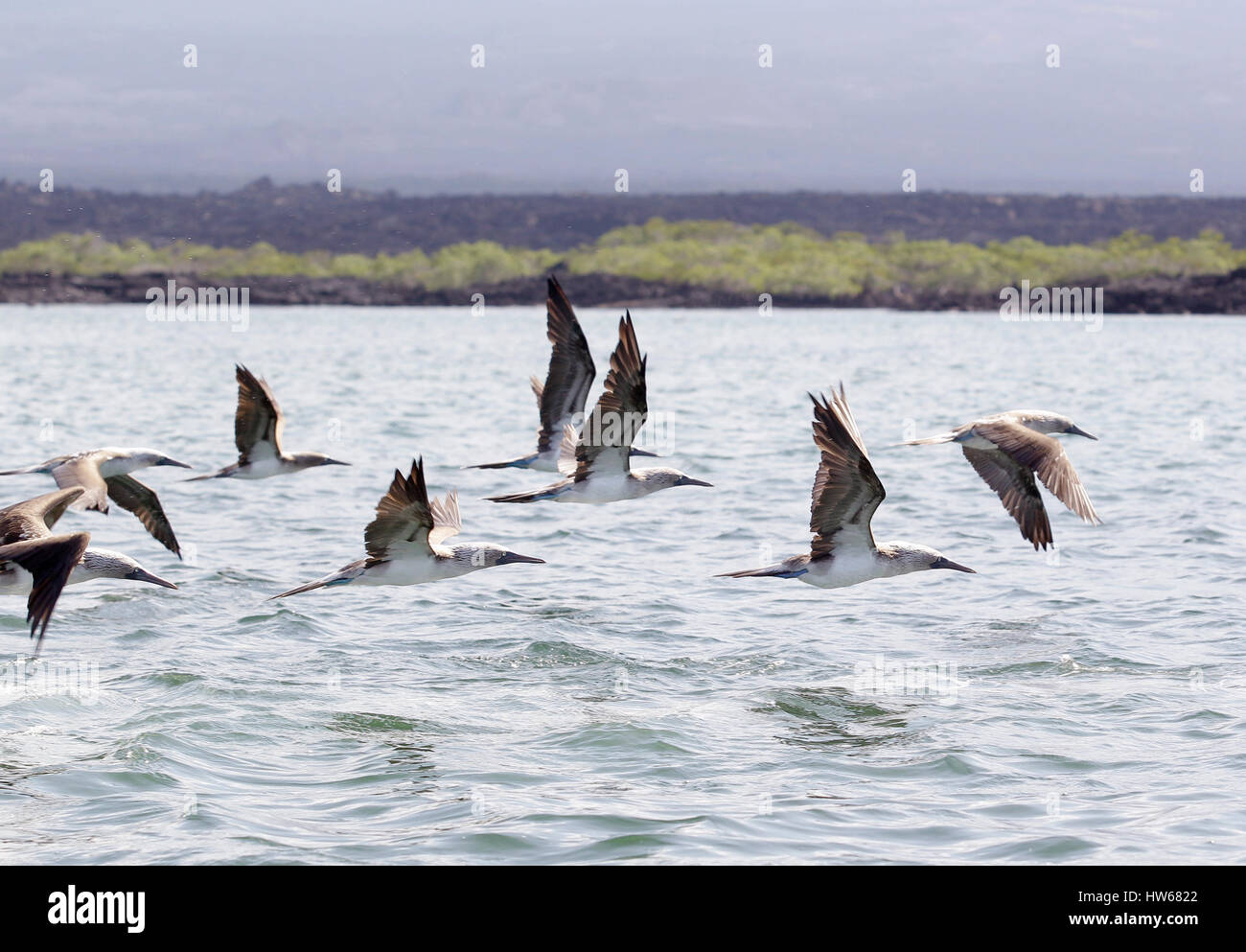 Skim the water hi-res stock photography and images - Alamy