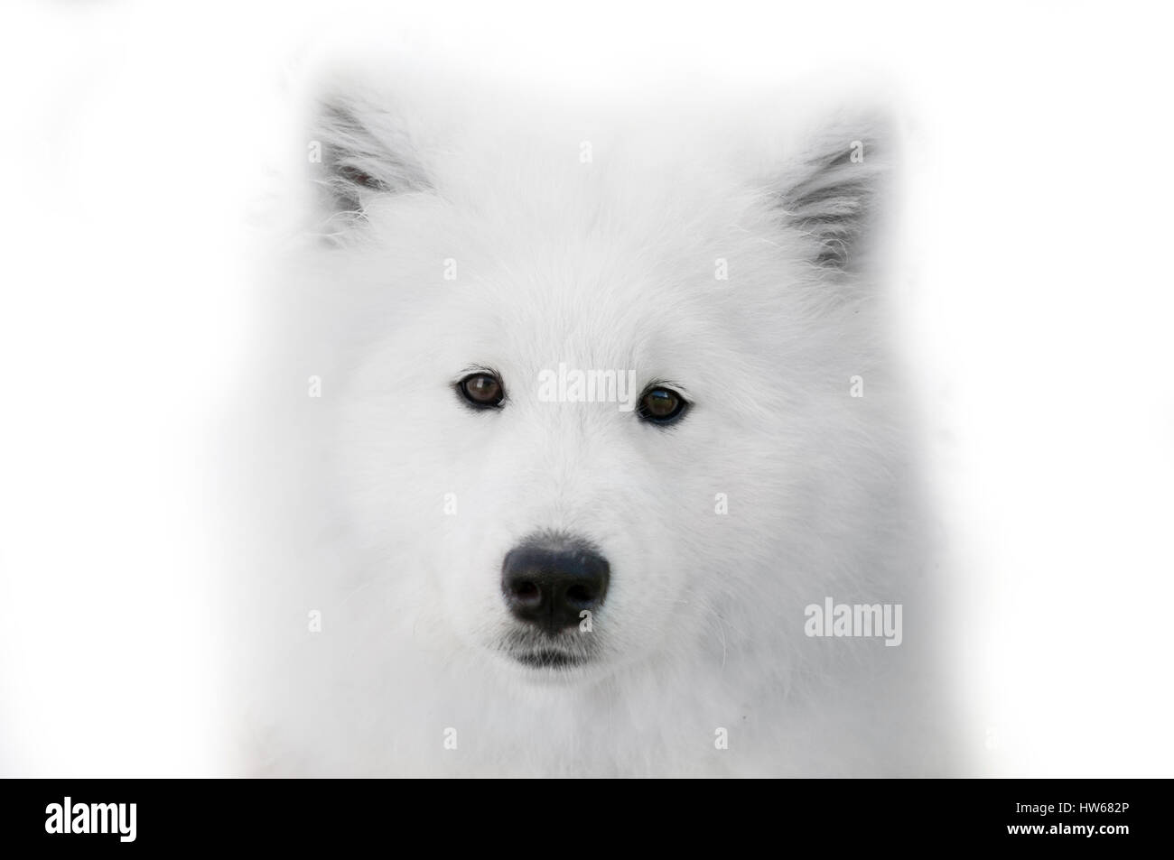 close up on Samoyed dog on white background Stock Photo - Alamy