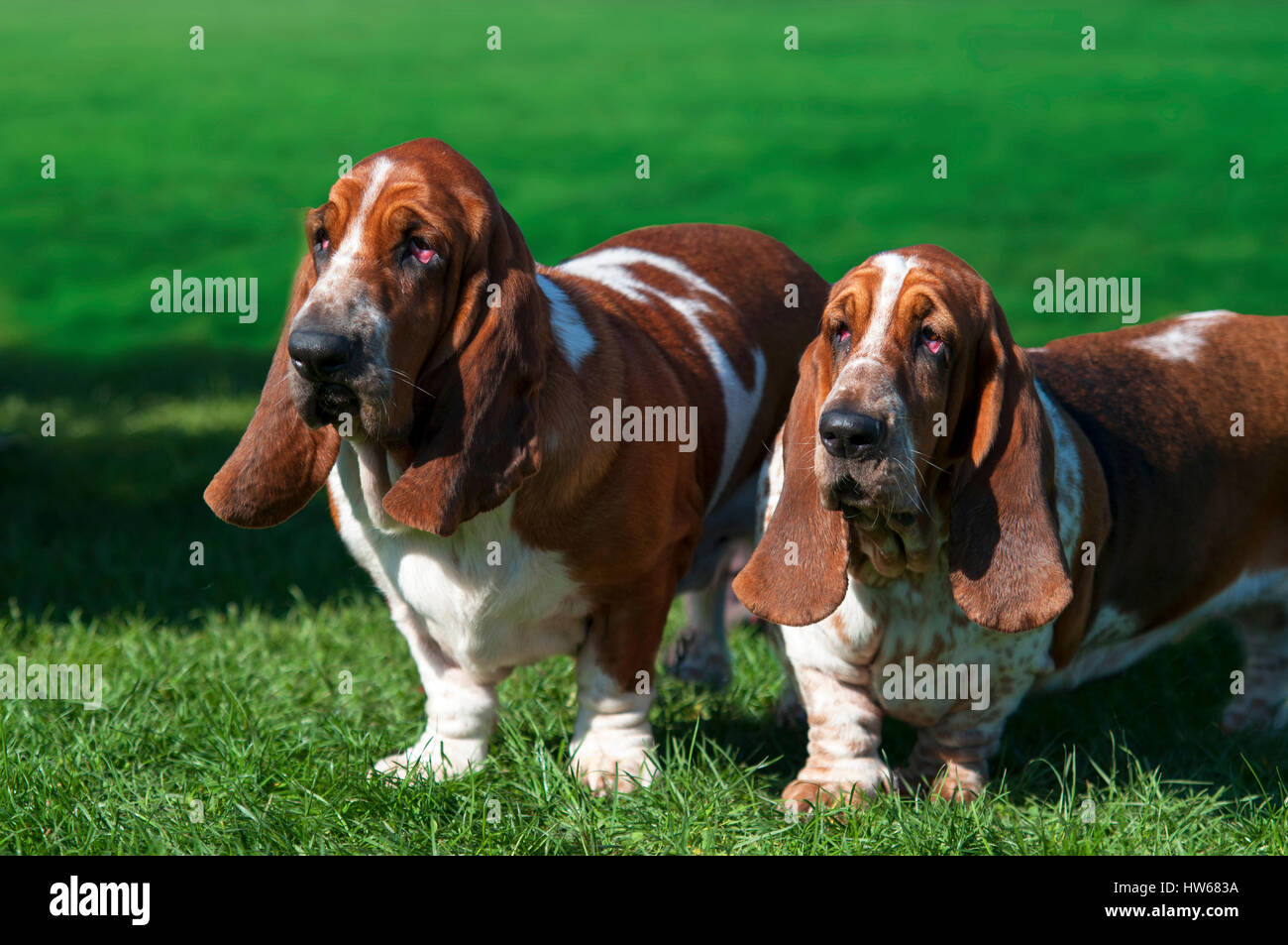 Basset hound puppy play hi-res stock photography and images - Alamy