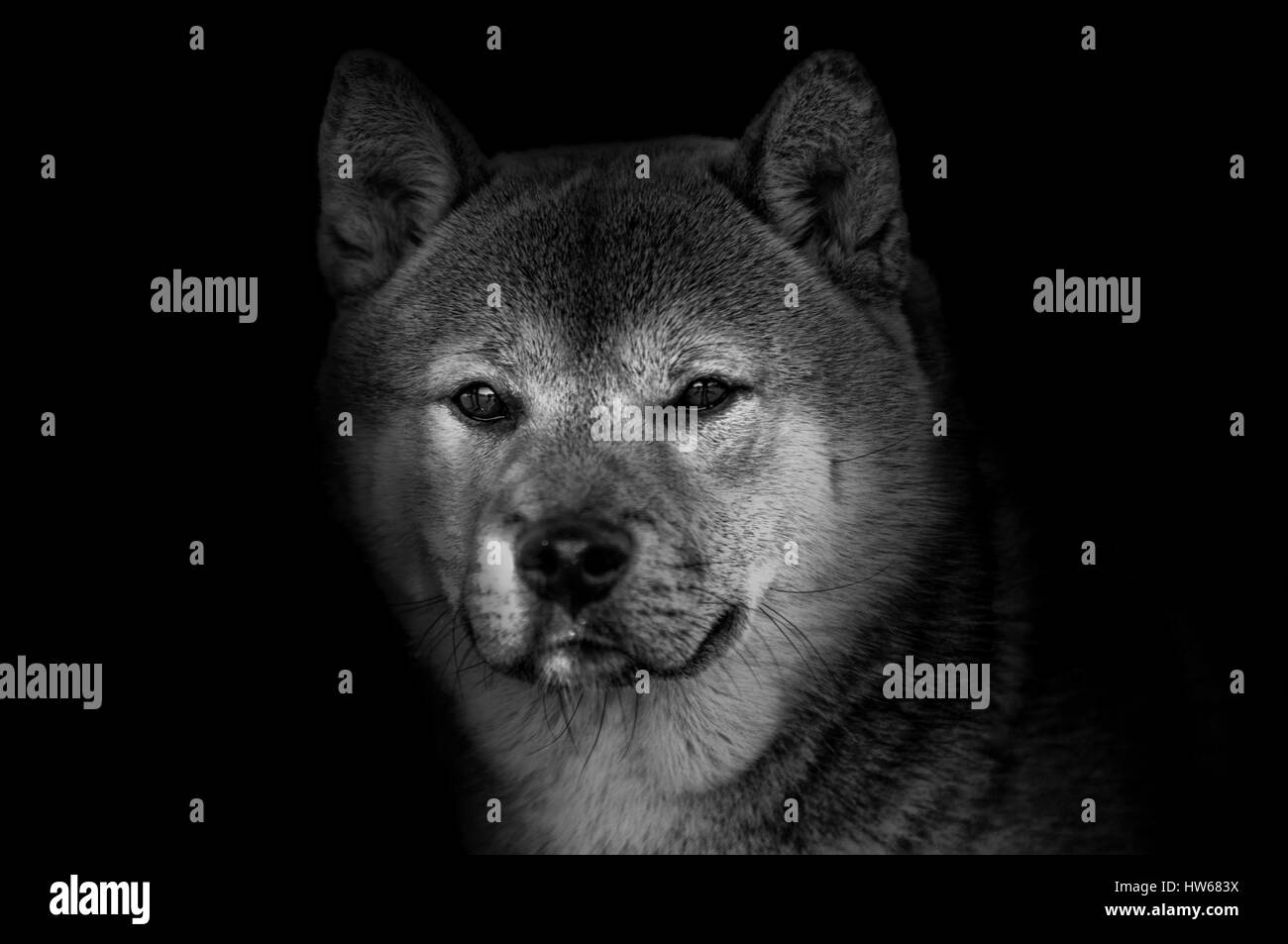 Portrait of old Shiba inu dog on black background Stock Photo - Alamy