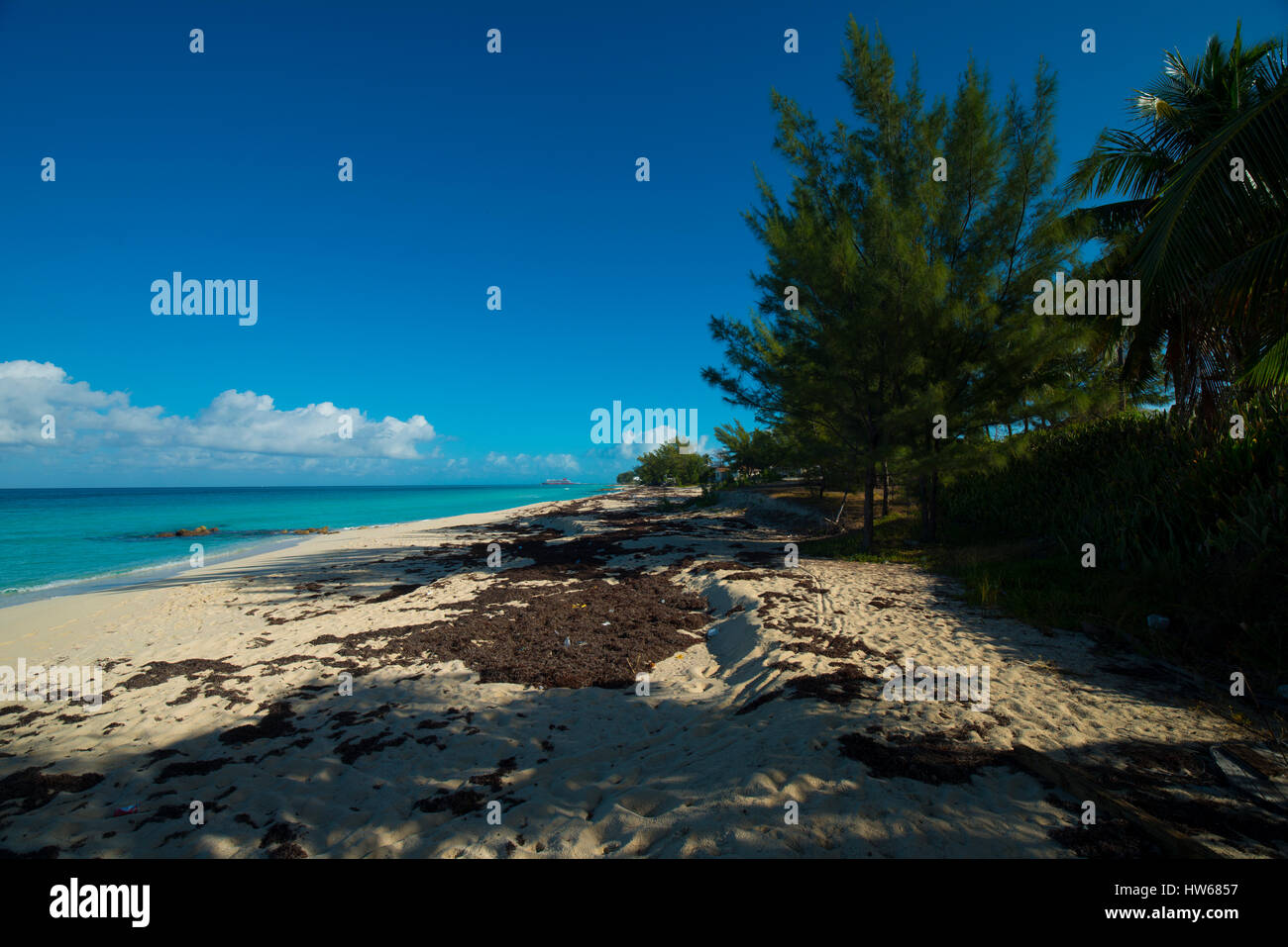 Bimini Beach with trees Stock Photo - Alamy