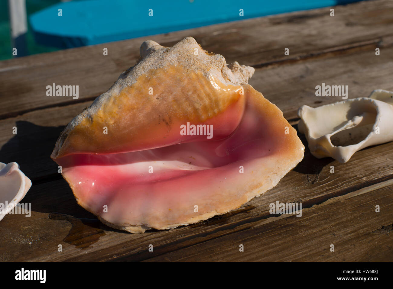 conch shell on table Stock Photo - Alamy