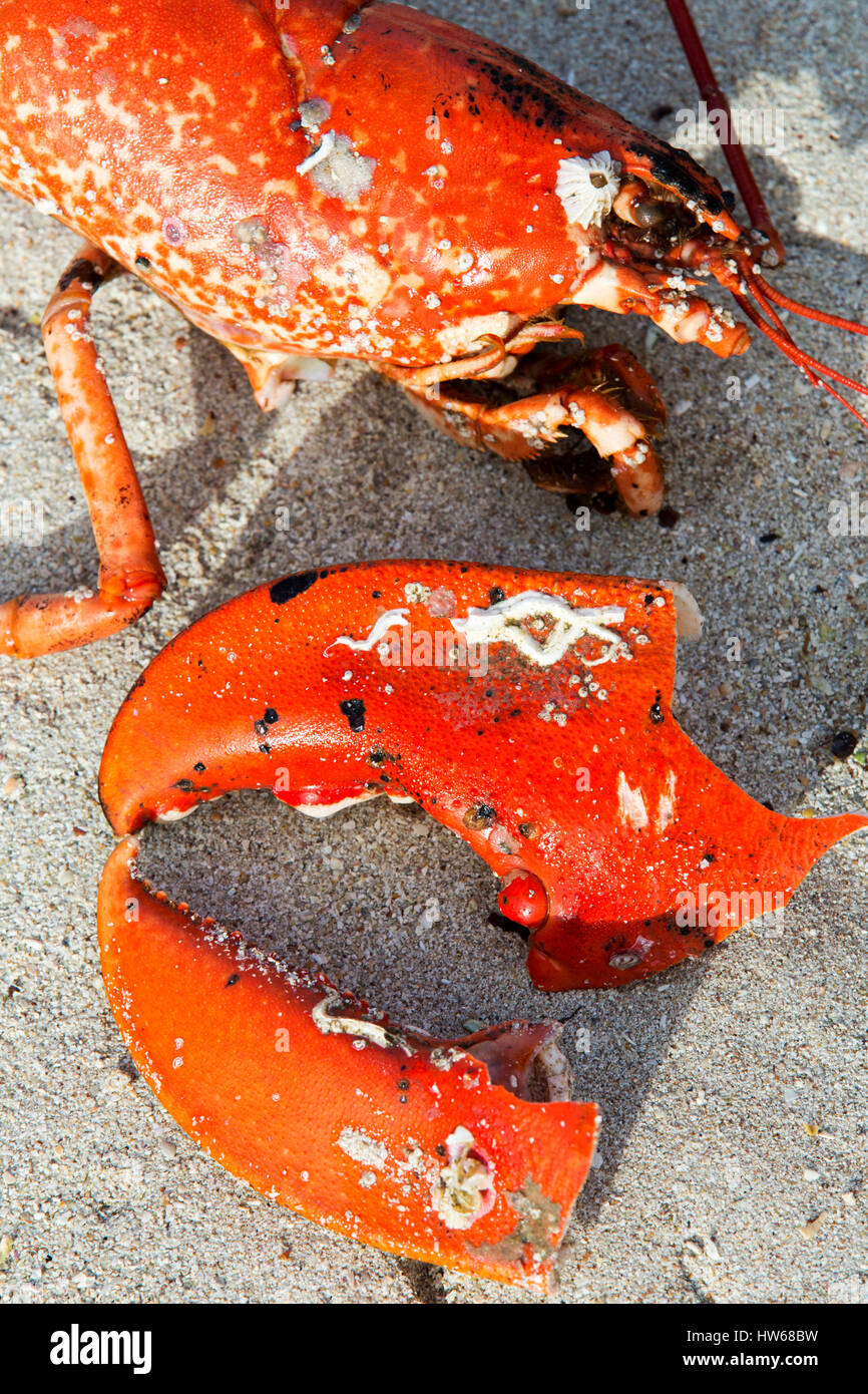 Parts of a cooked lobster on a beach near Applecross, Scotland, UK ...