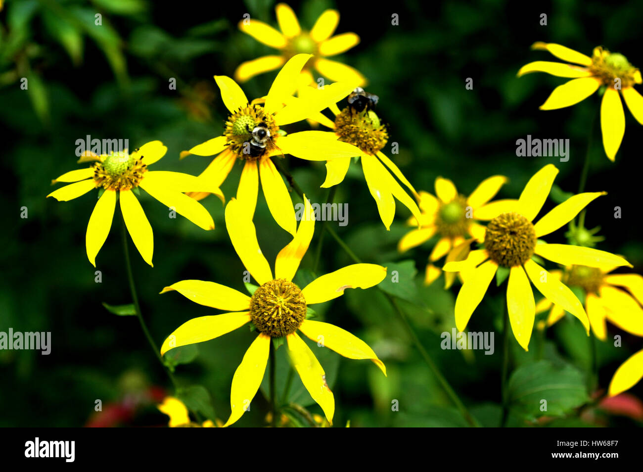 wild daisy flowers with bees Stock Photo - Alamy