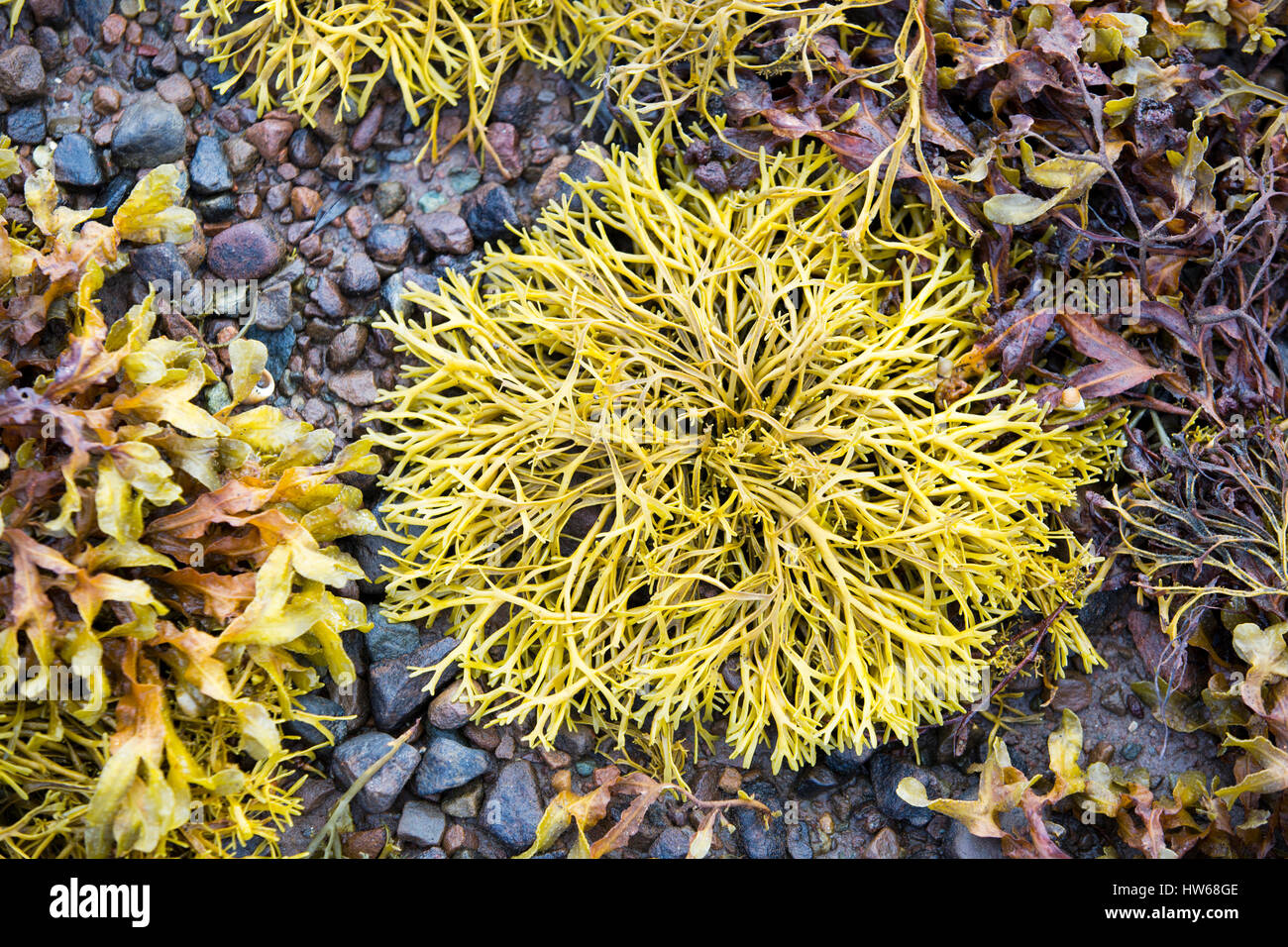 Seaweed on the shore in Applecross, UK Stock Photo - Alamy