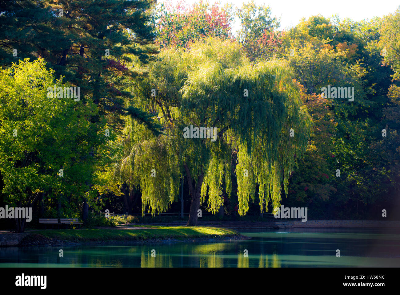 willow trees over lake Stock Photo - Alamy