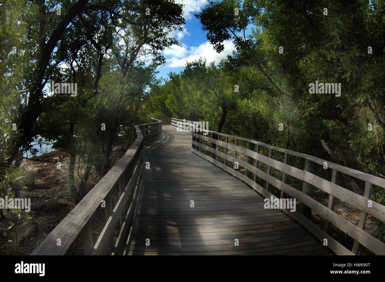 long wood walkway through trees Stock Photo - Alamy