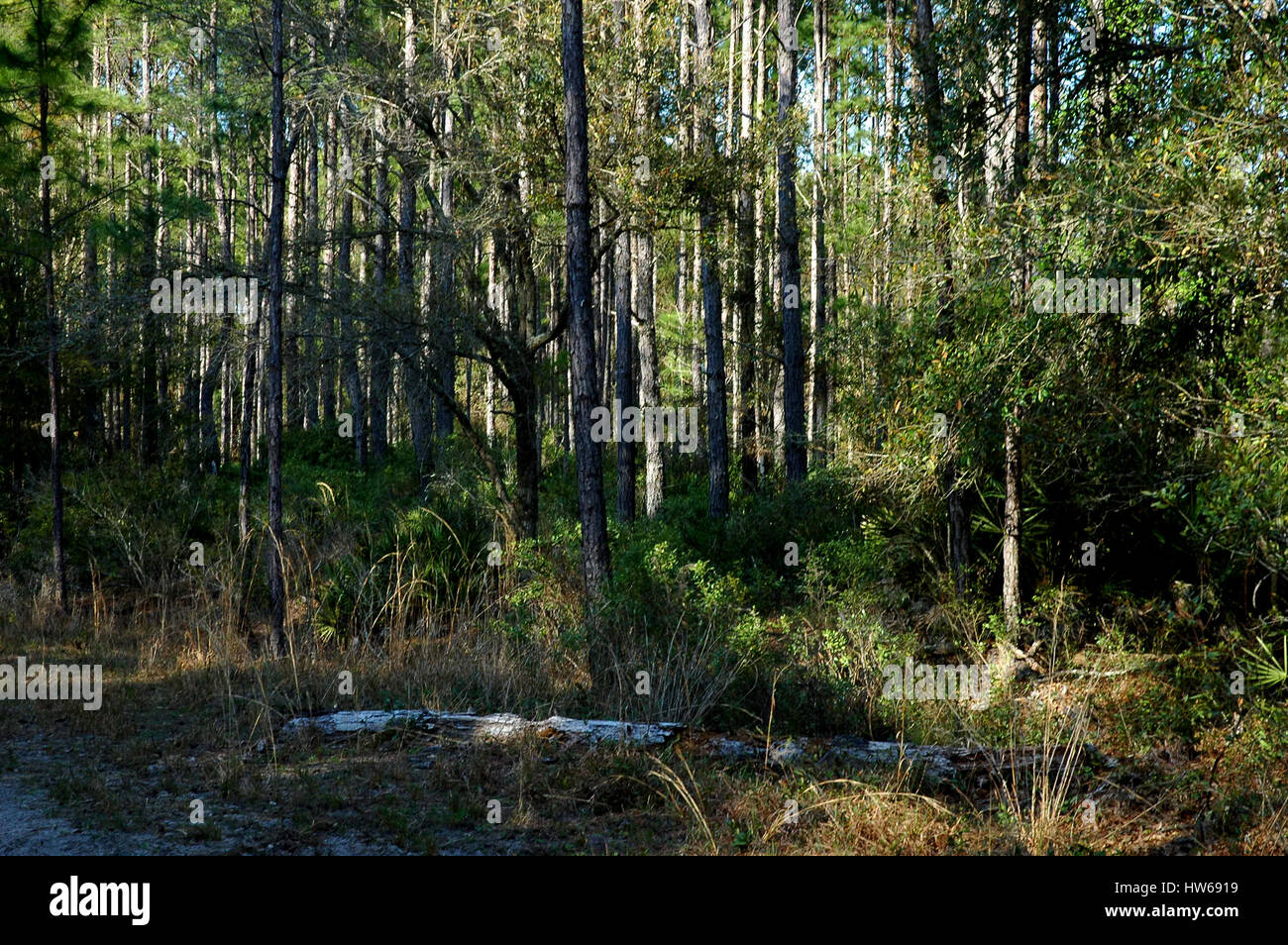 green swamp land with water Stock Photo - Alamy