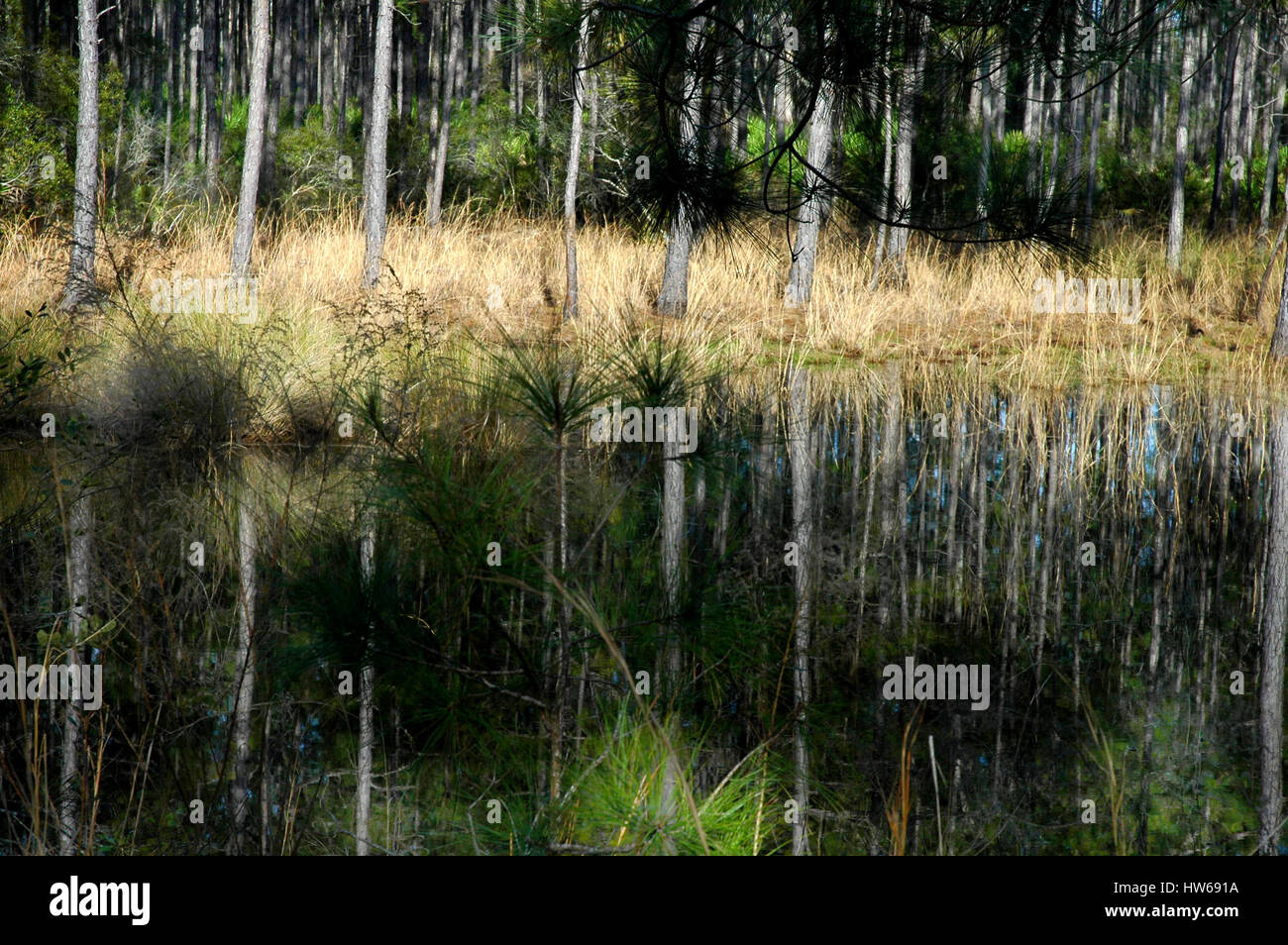 swamp land with water reflection Stock Photo - Alamy