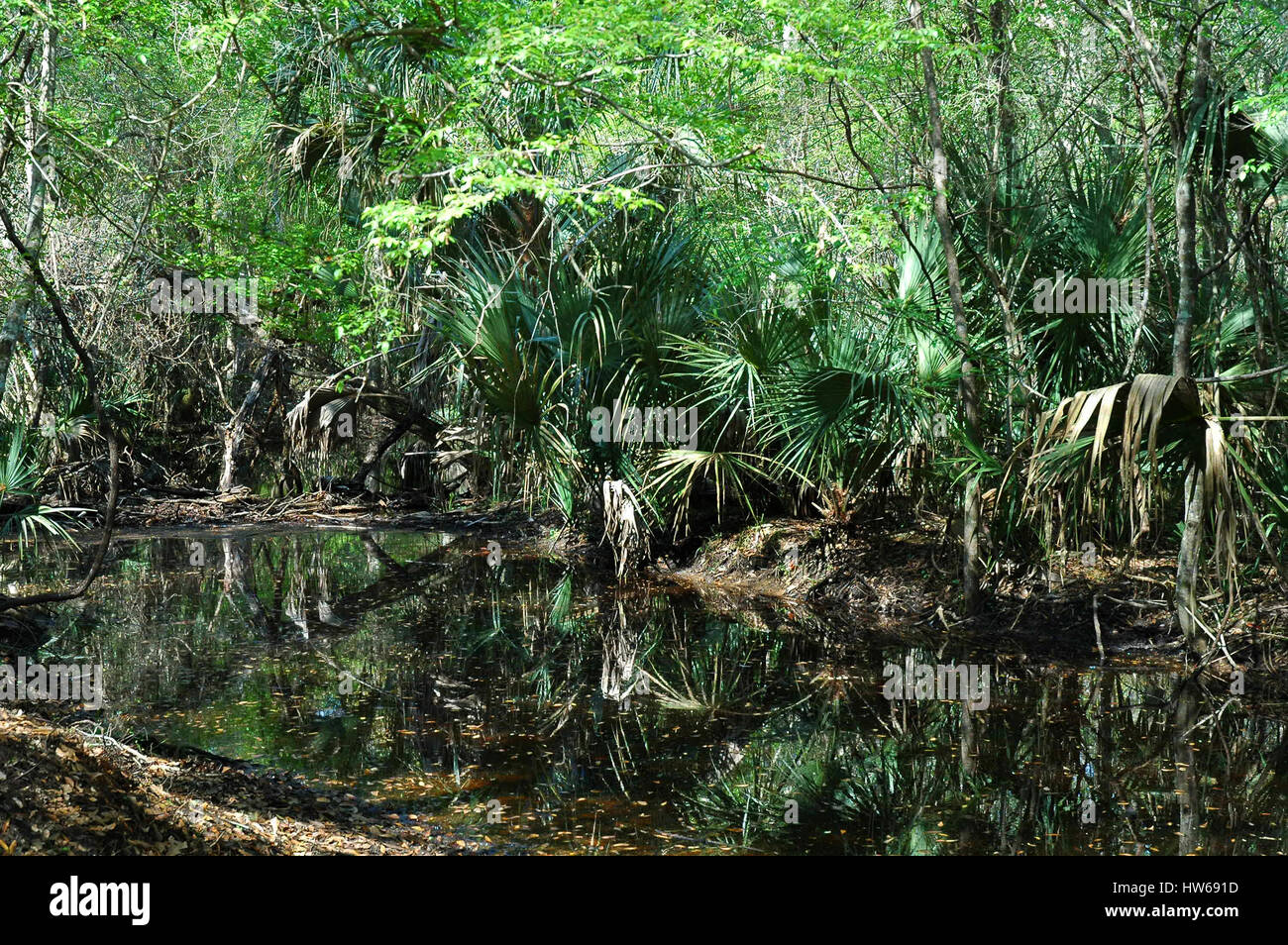 swamp land with water palms Stock Photo - Alamy