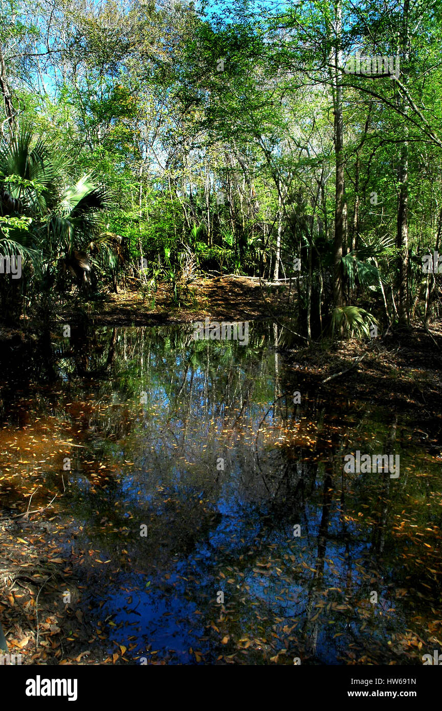 swamp land small river Stock Photo - Alamy