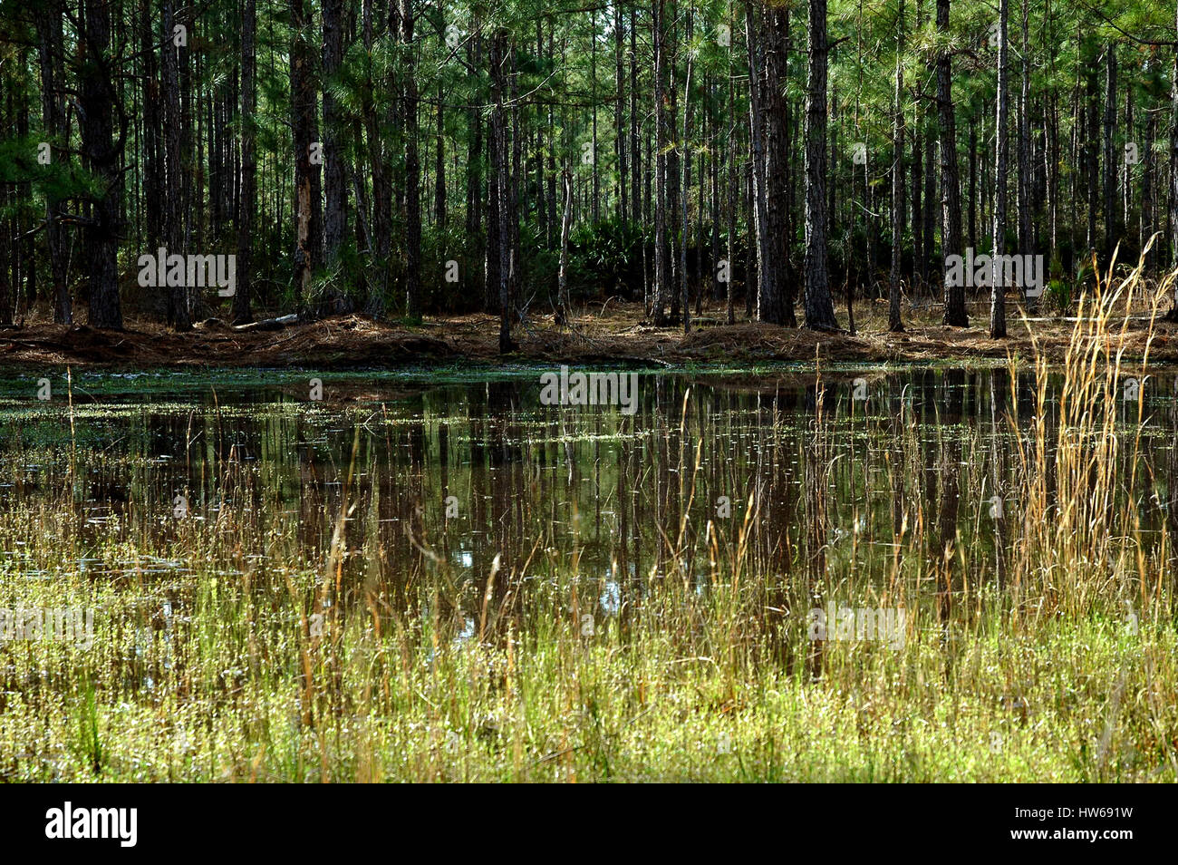 swamp land with water Stock Photo - Alamy