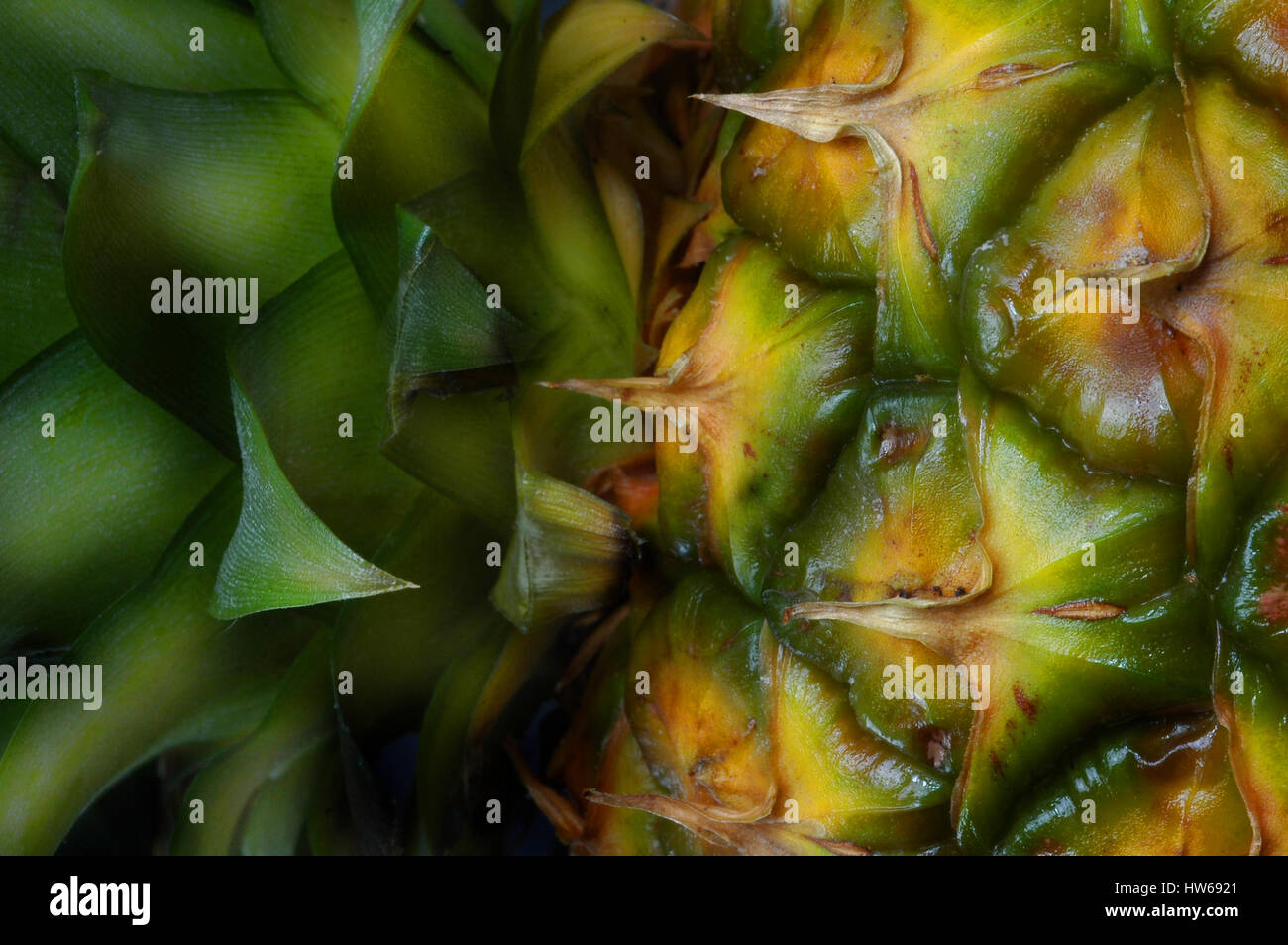 pineapple close up Stock Photo - Alamy