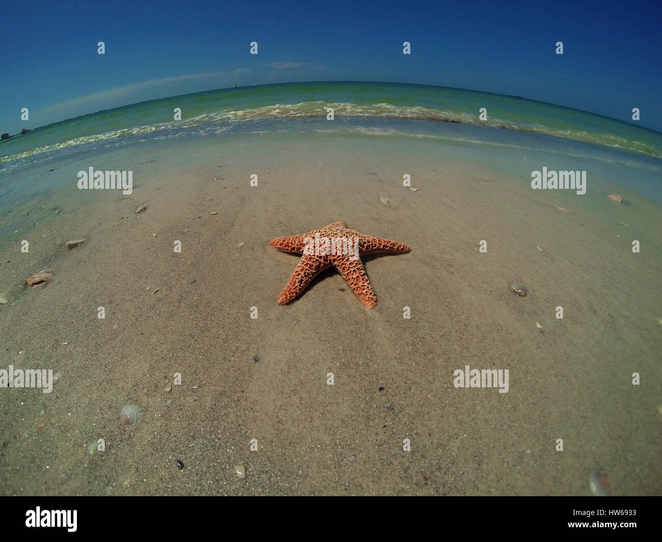 starfish on beach by water Stock Photo - Alamy