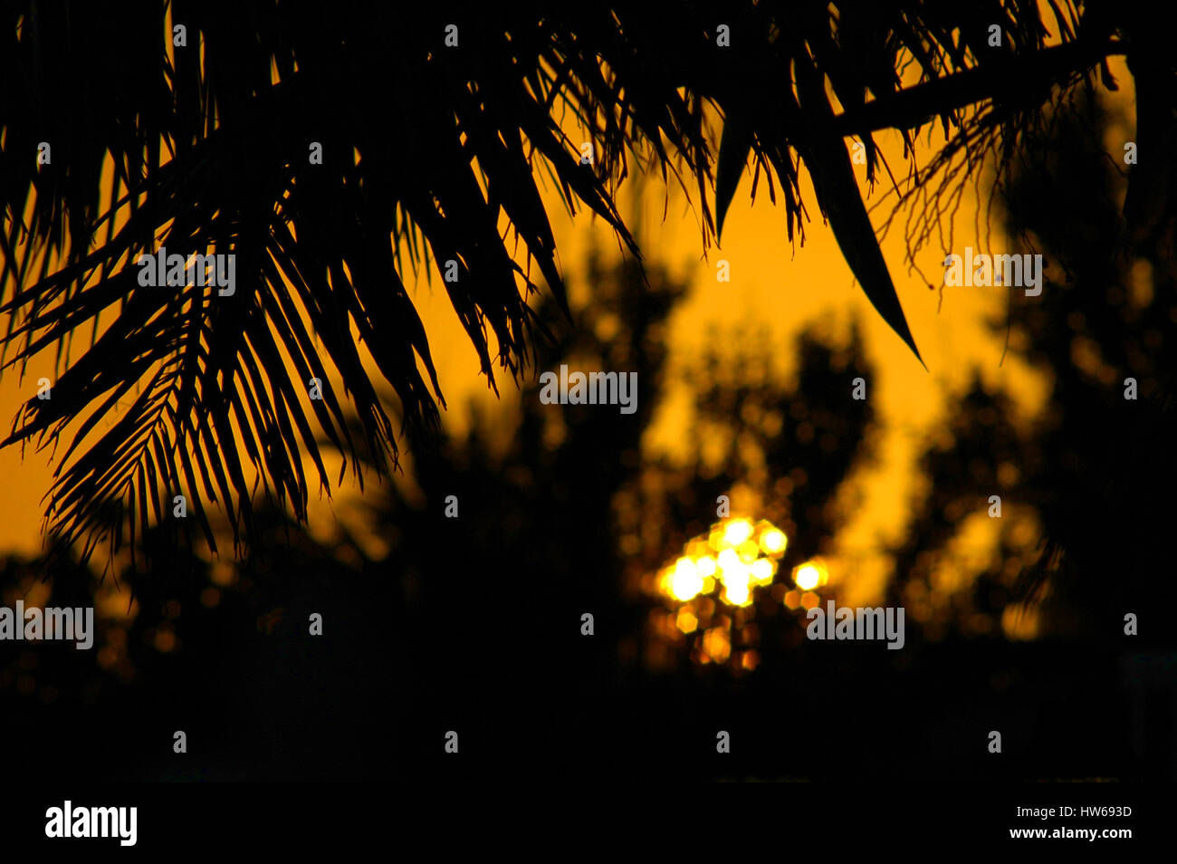 color backgrounds palm fawns orange Stock Photo - Alamy