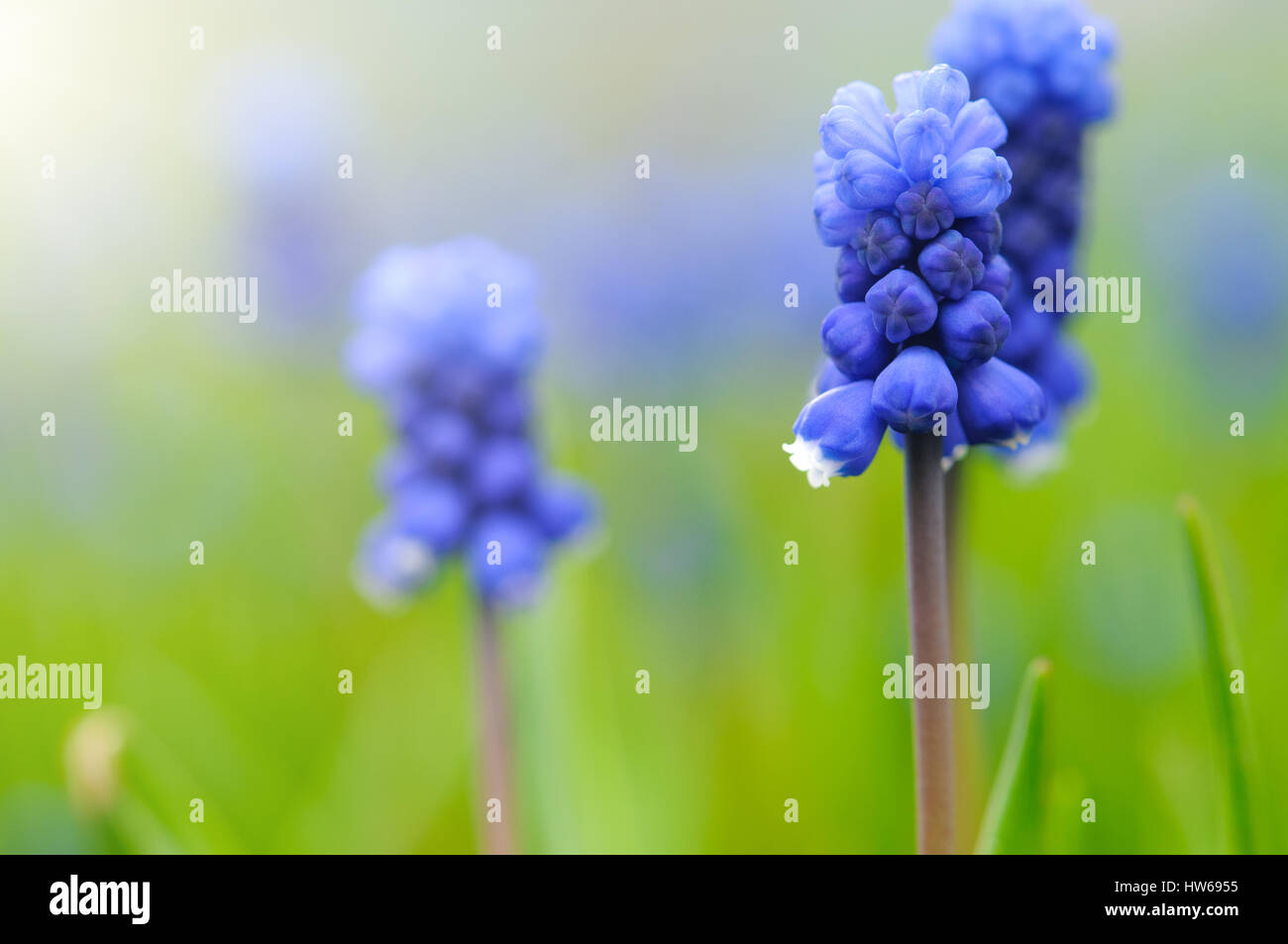 Blue Grape Hyacinth or Muscari Latifolium botryoides flower bulbs close ...