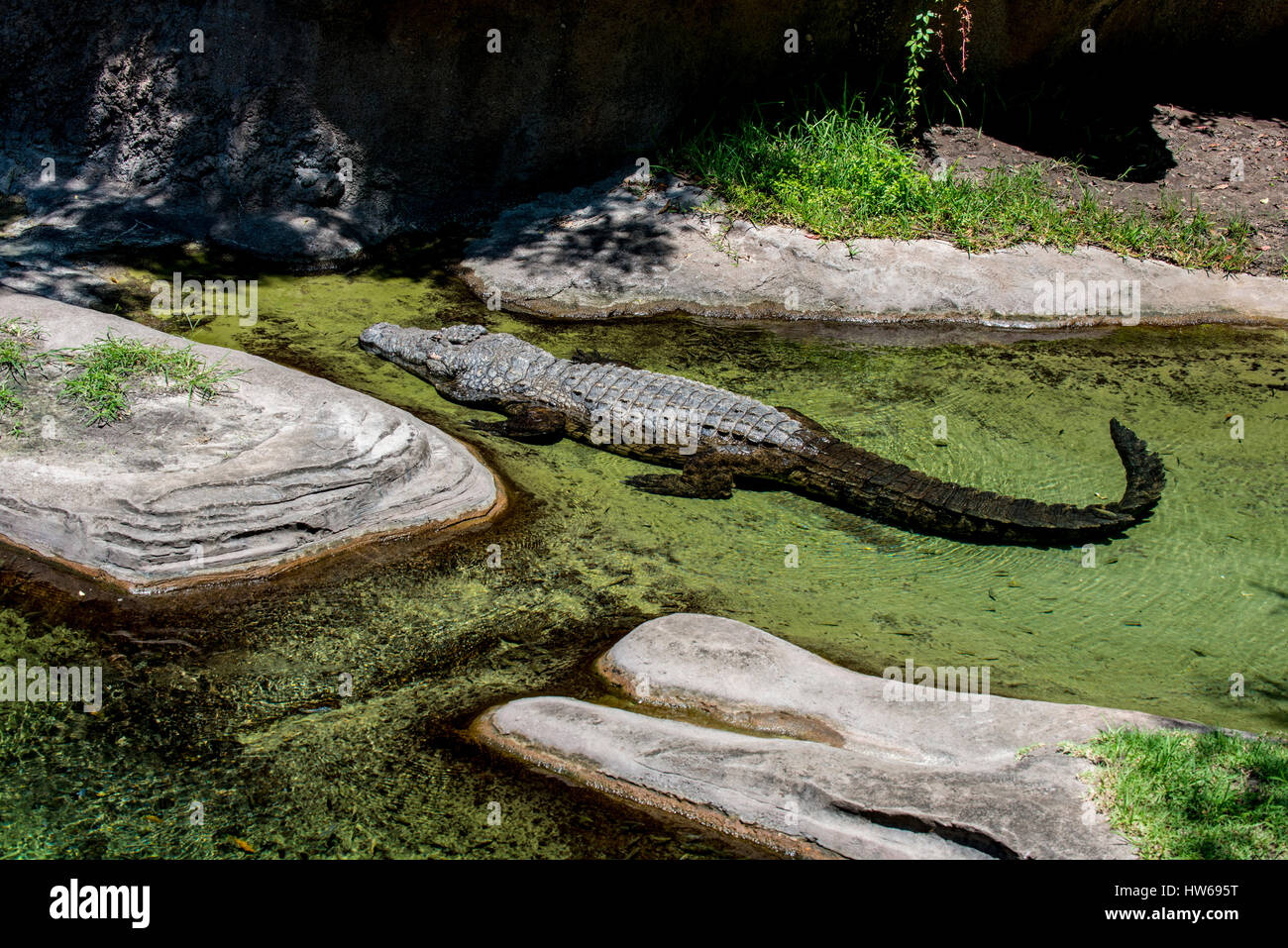 full alligator in water Stock Photo - Alamy