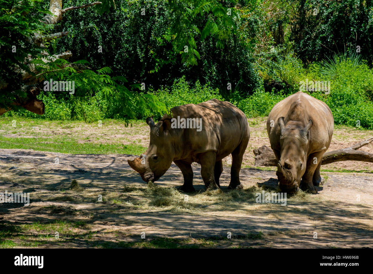 rhino eating grass Stock Photo - Alamy rhino eating grass Stock Photo - Alamy