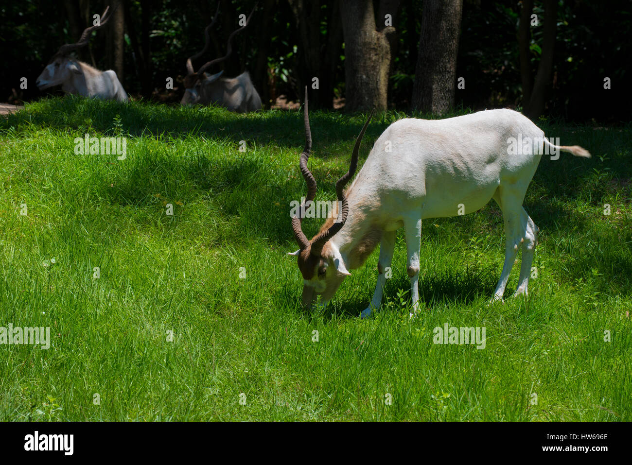 white horned animal in wild eating Stock Photo - Alamy