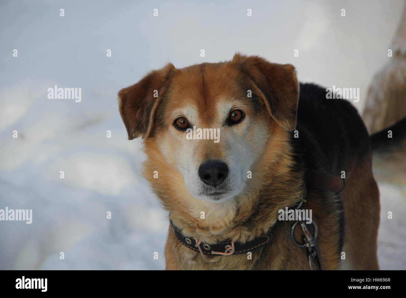 Dog, pet of all people Stock Photo - Alamy