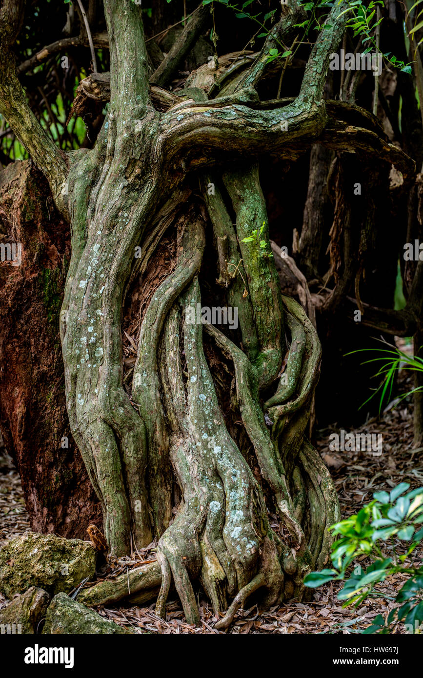 everglades trees growing together Stock Photo - Alamy