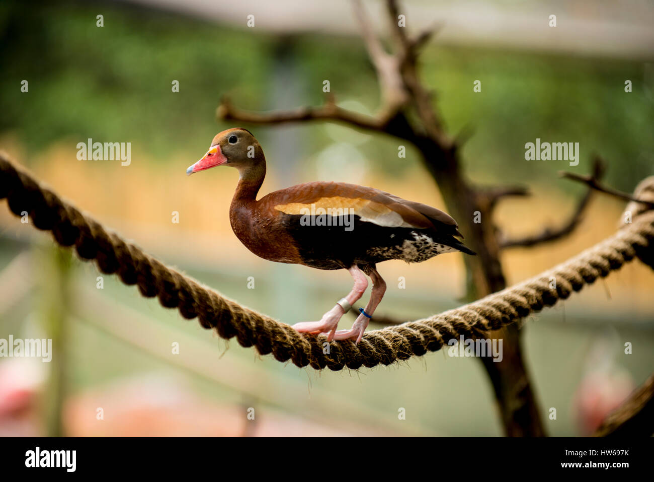 duck on rope Stock Photo - Alamy