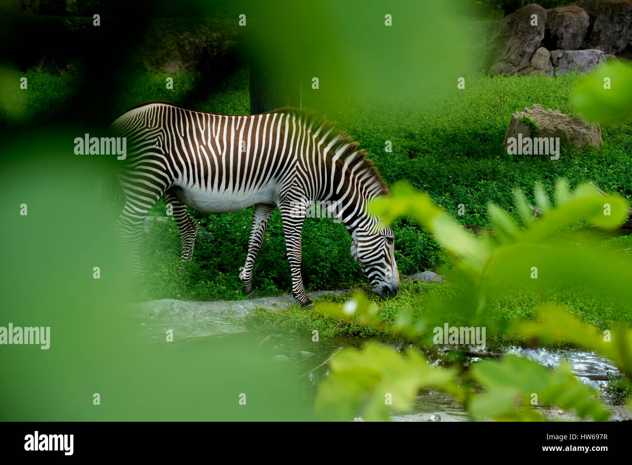 zebra through green tree leaves Stock Photo - Alamy