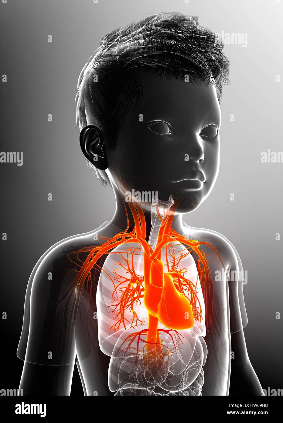 Illustration of a child's cardiovascular system Stock Photo - Alamy